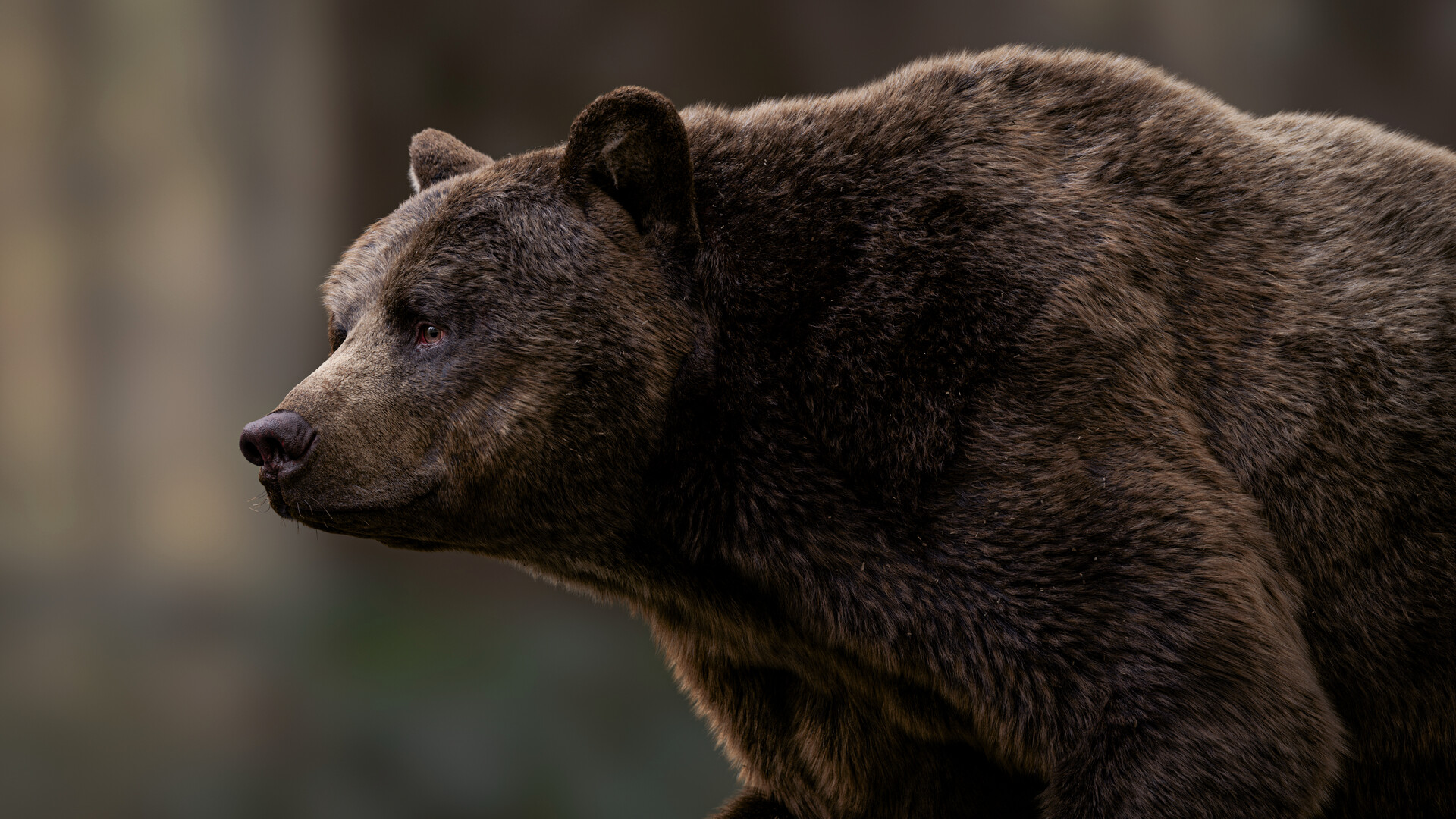 ArtStation - Grizzly Bear