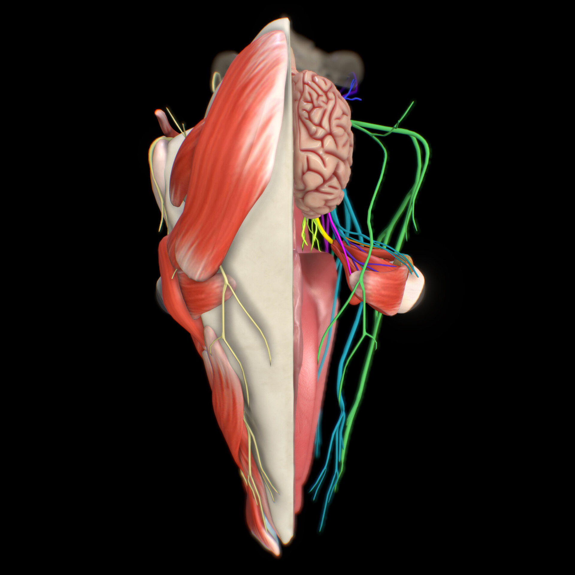 ArtStation - Equine Cranial Nerves 3D Model