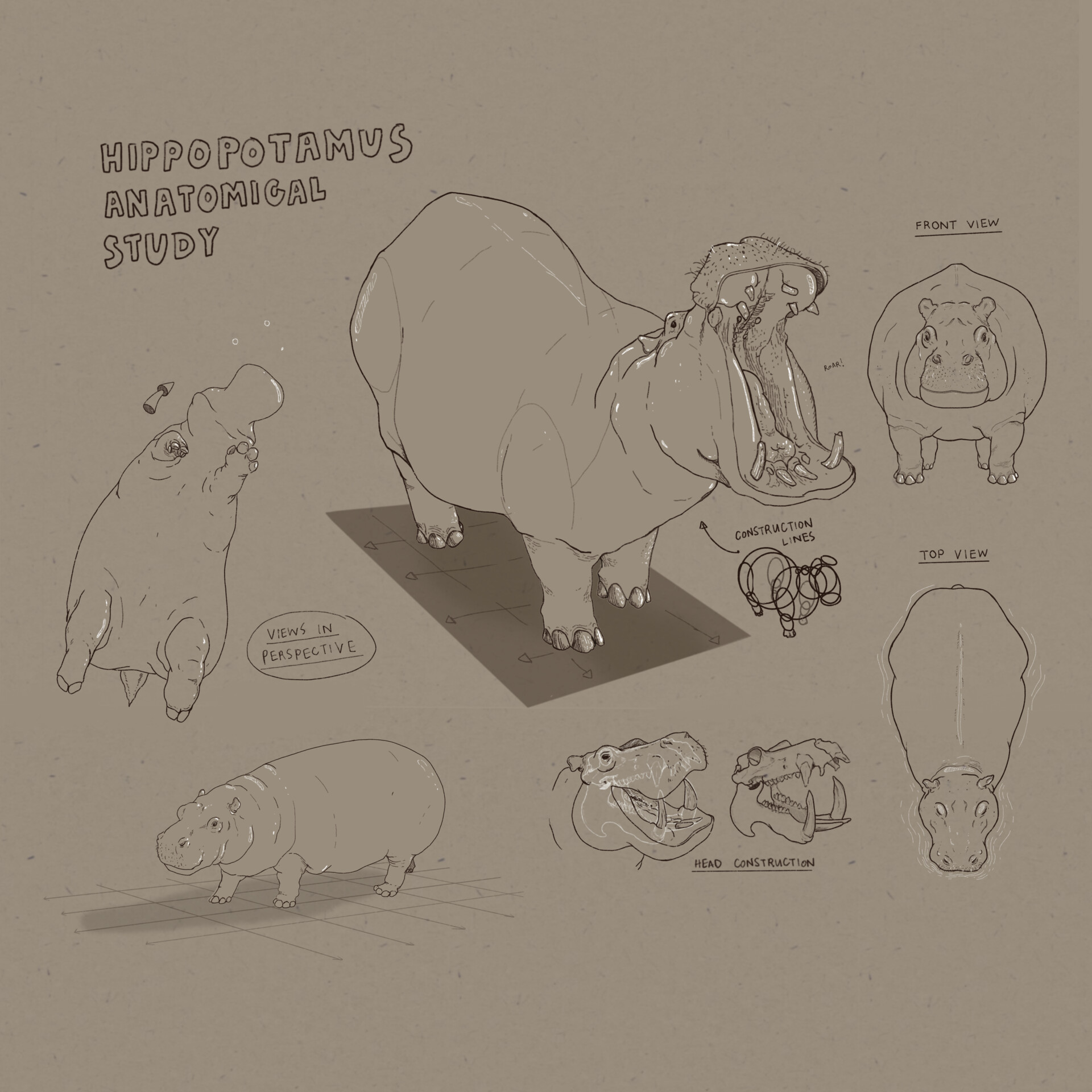 ArtStation - Anatomical Study: Hippo