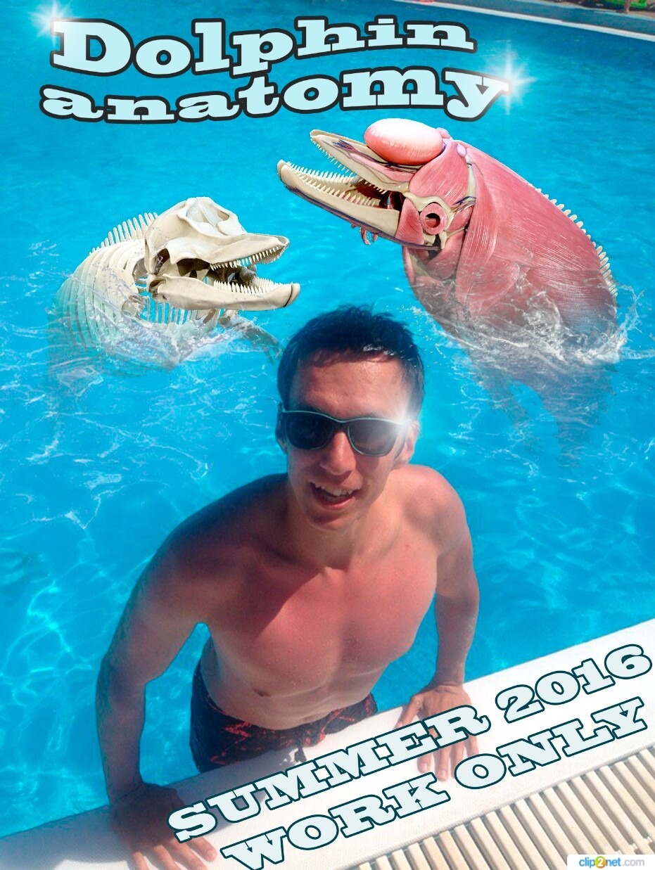 ArtStation - Dolphin anatomy