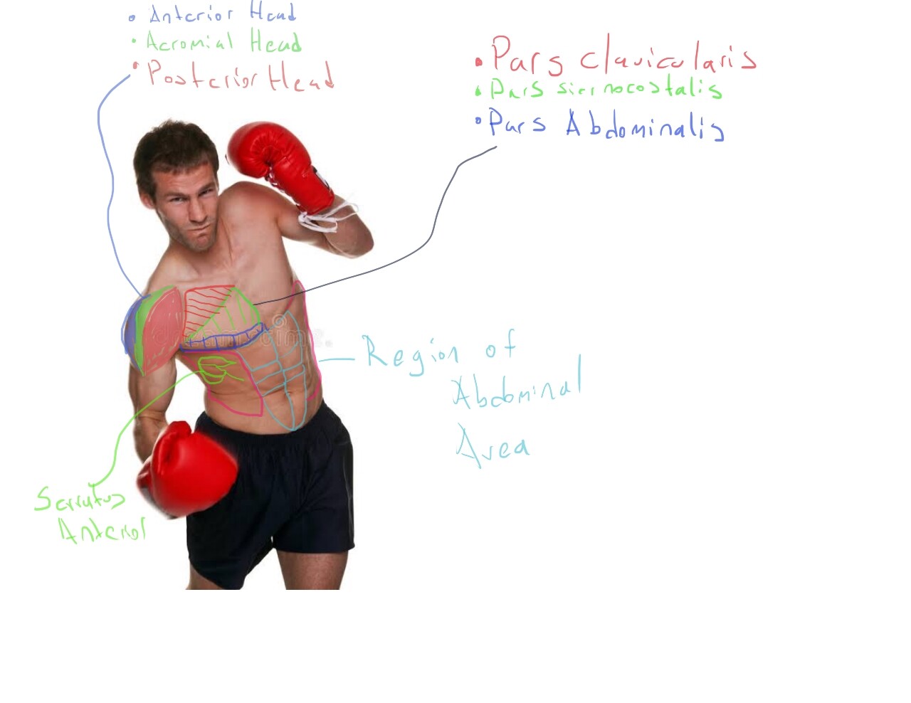 ArtStation - Estilización Torso