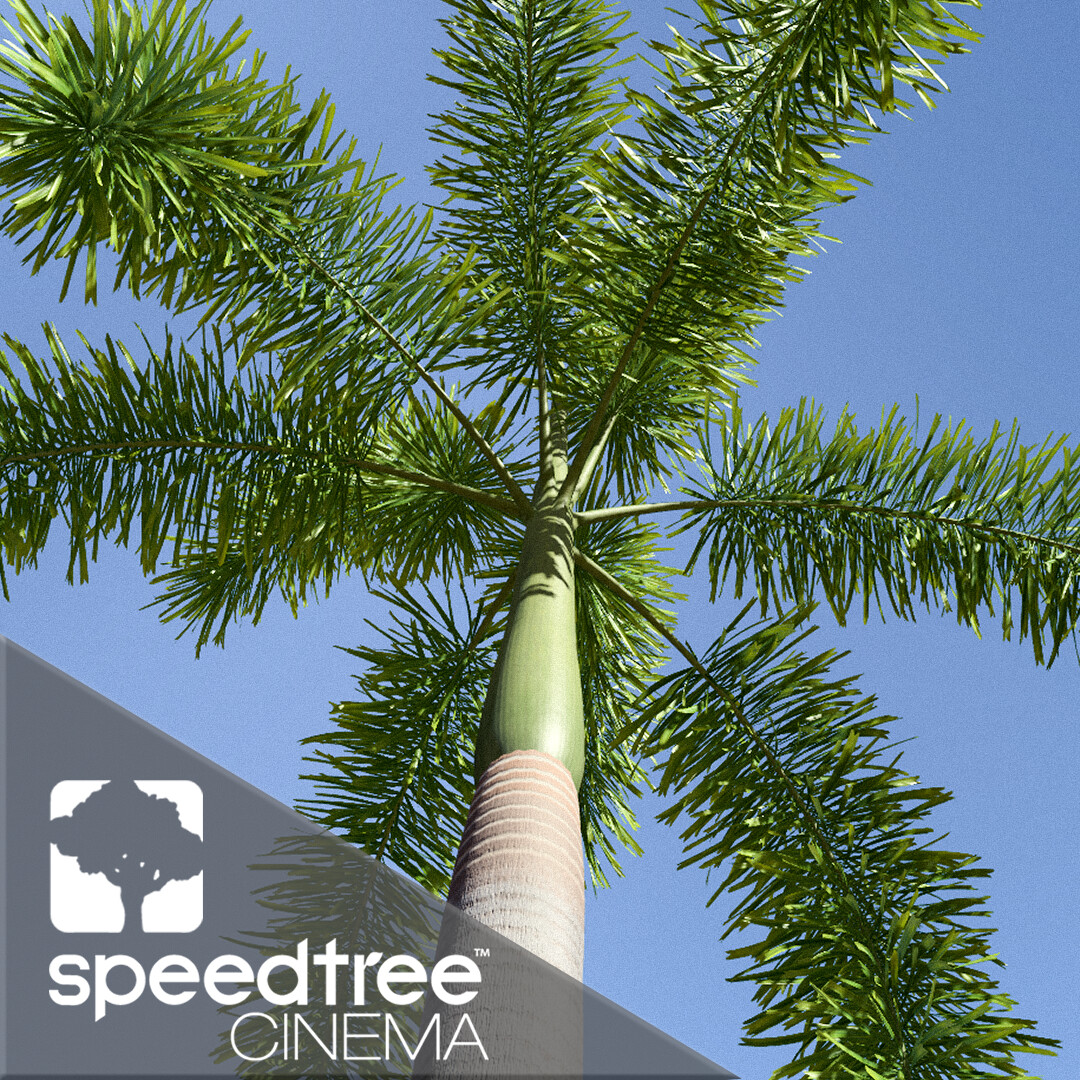 ArtStation - Foxtail Palm - Speedtree Cinema