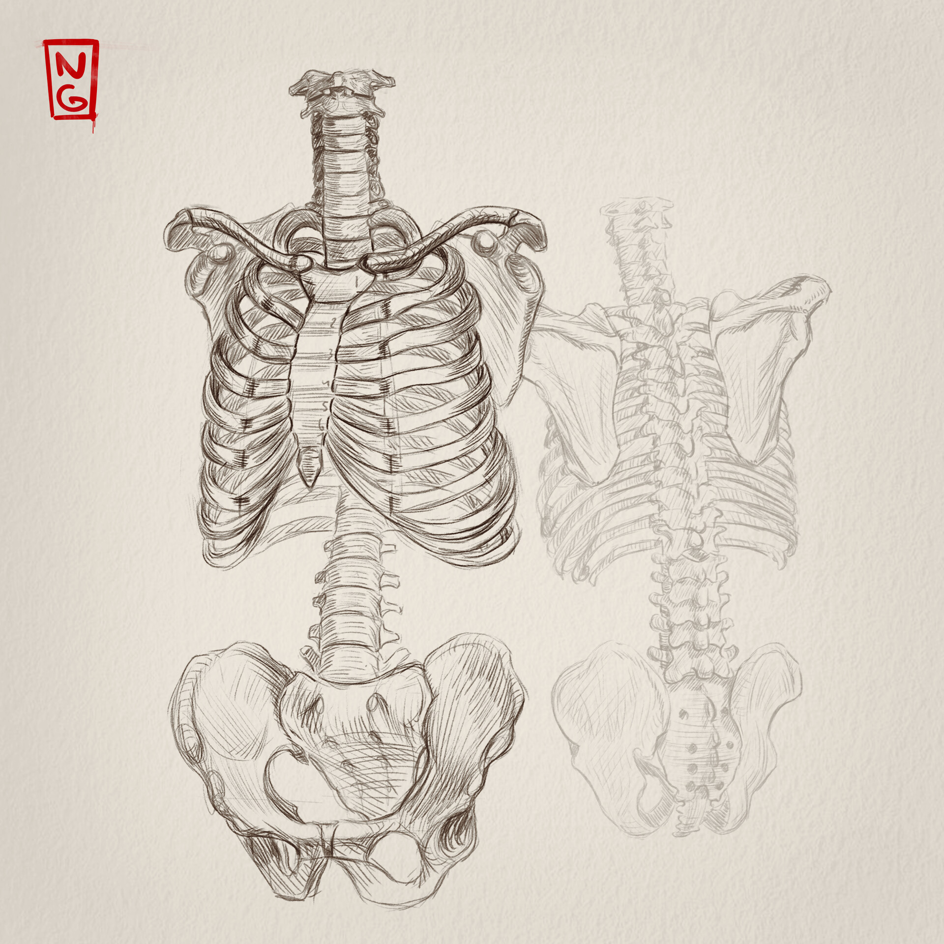 ArtStation - SkeletonHuman skeleton
