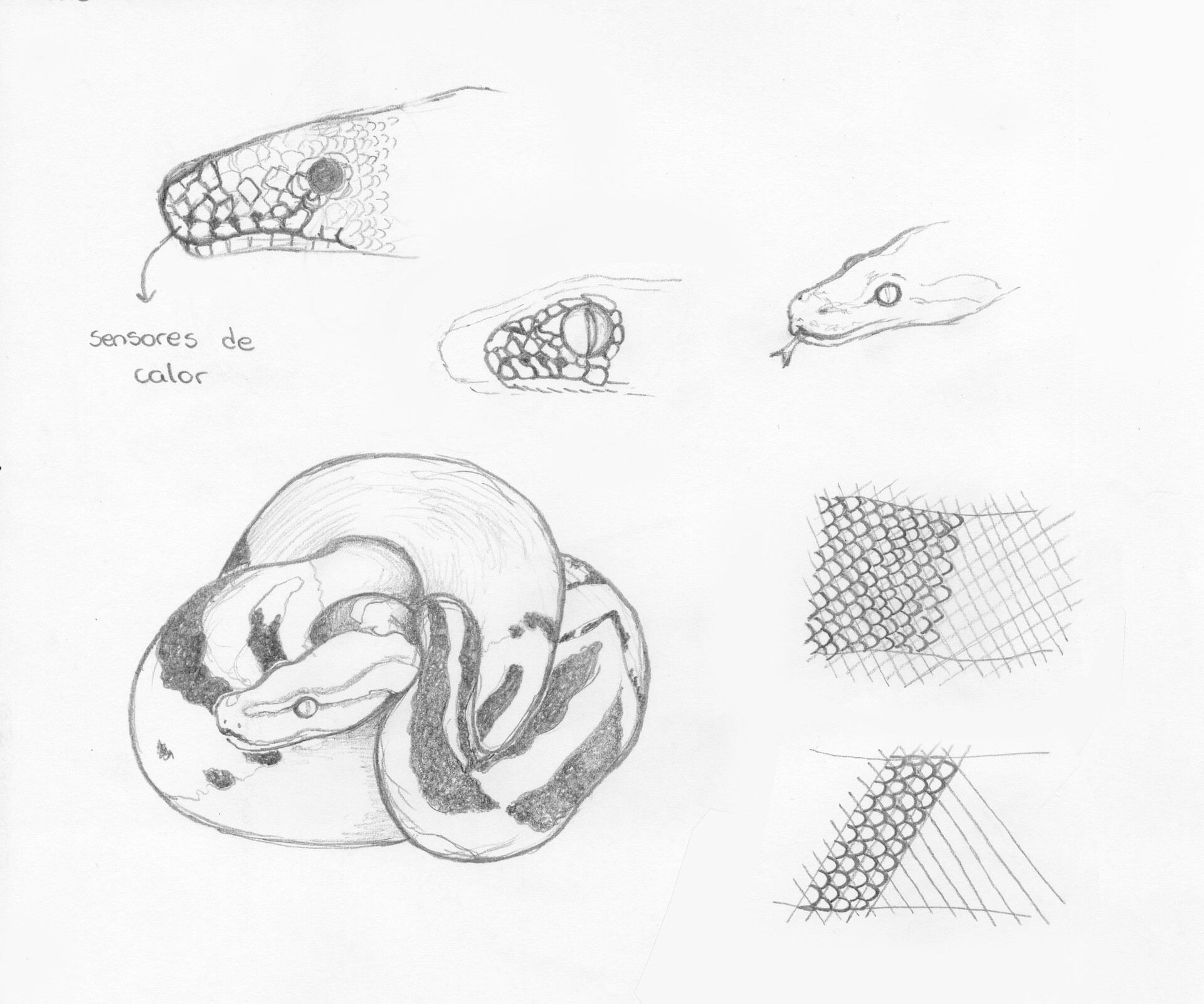 ArtStation - Field Sketching