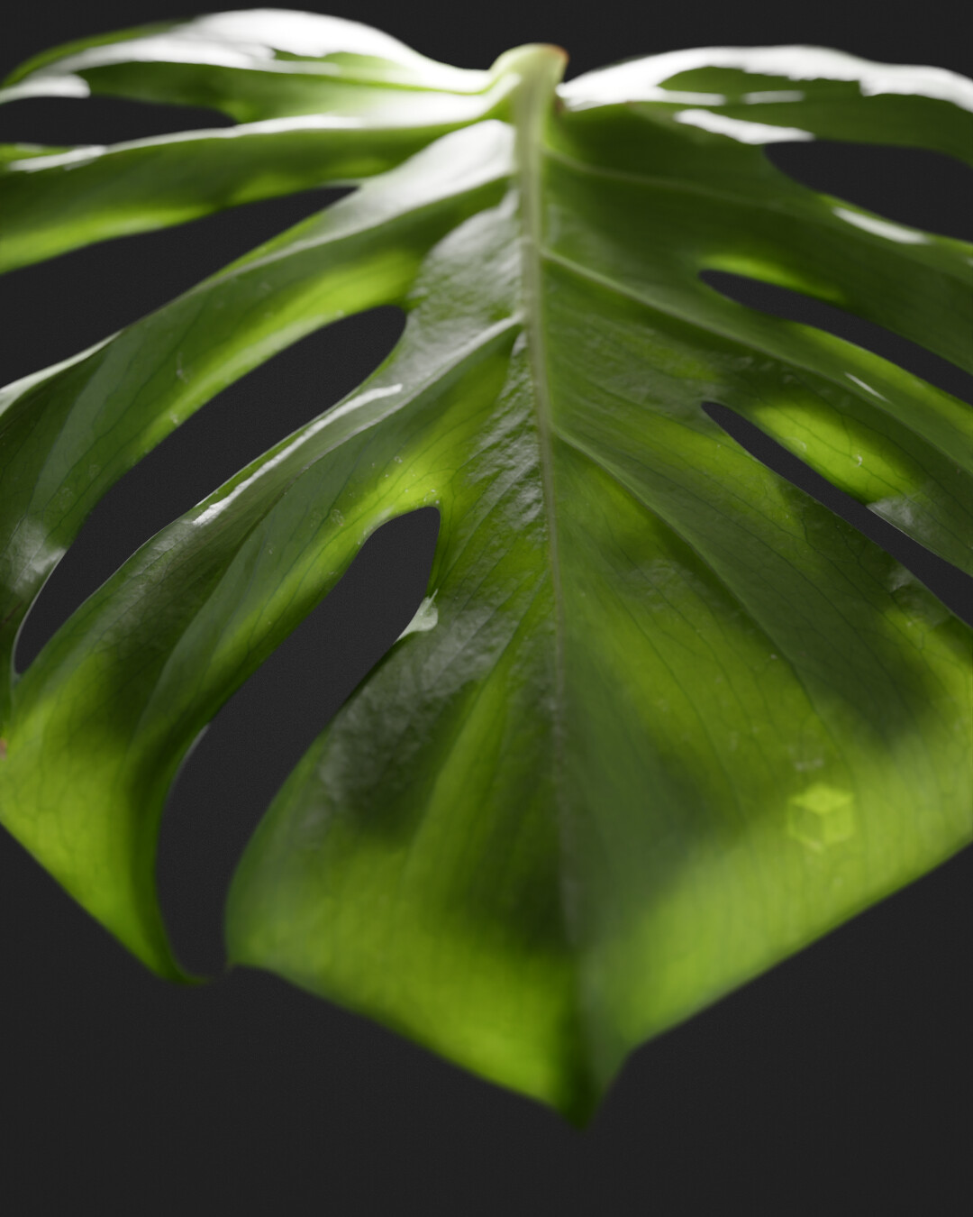 iwo pilc - Double Sided SSS Leaves