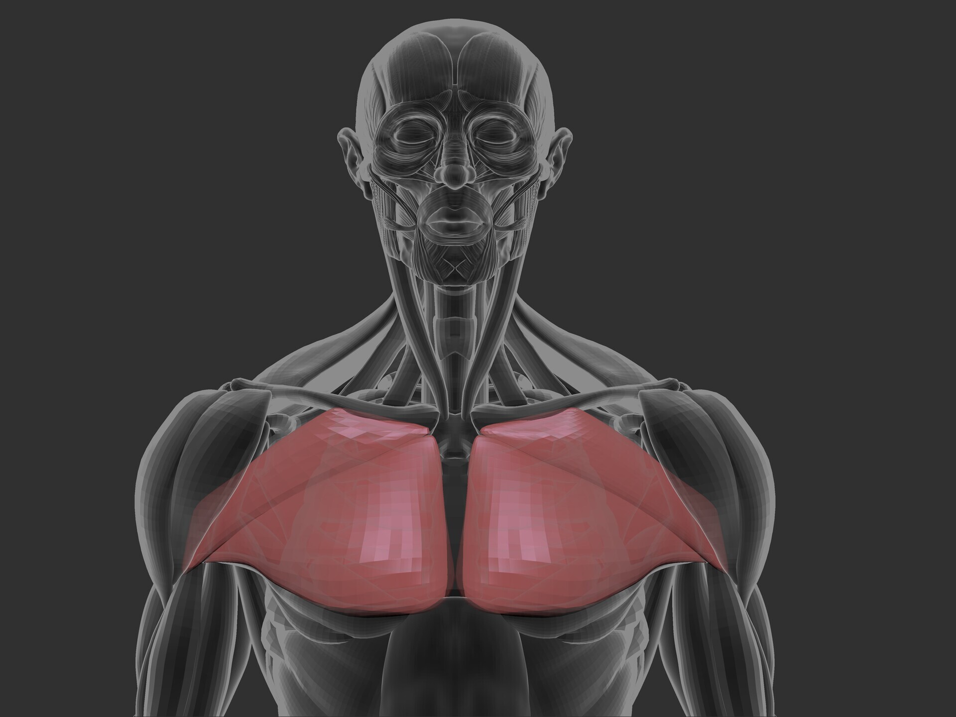 ArtStation - Upper Body Anatomy Study