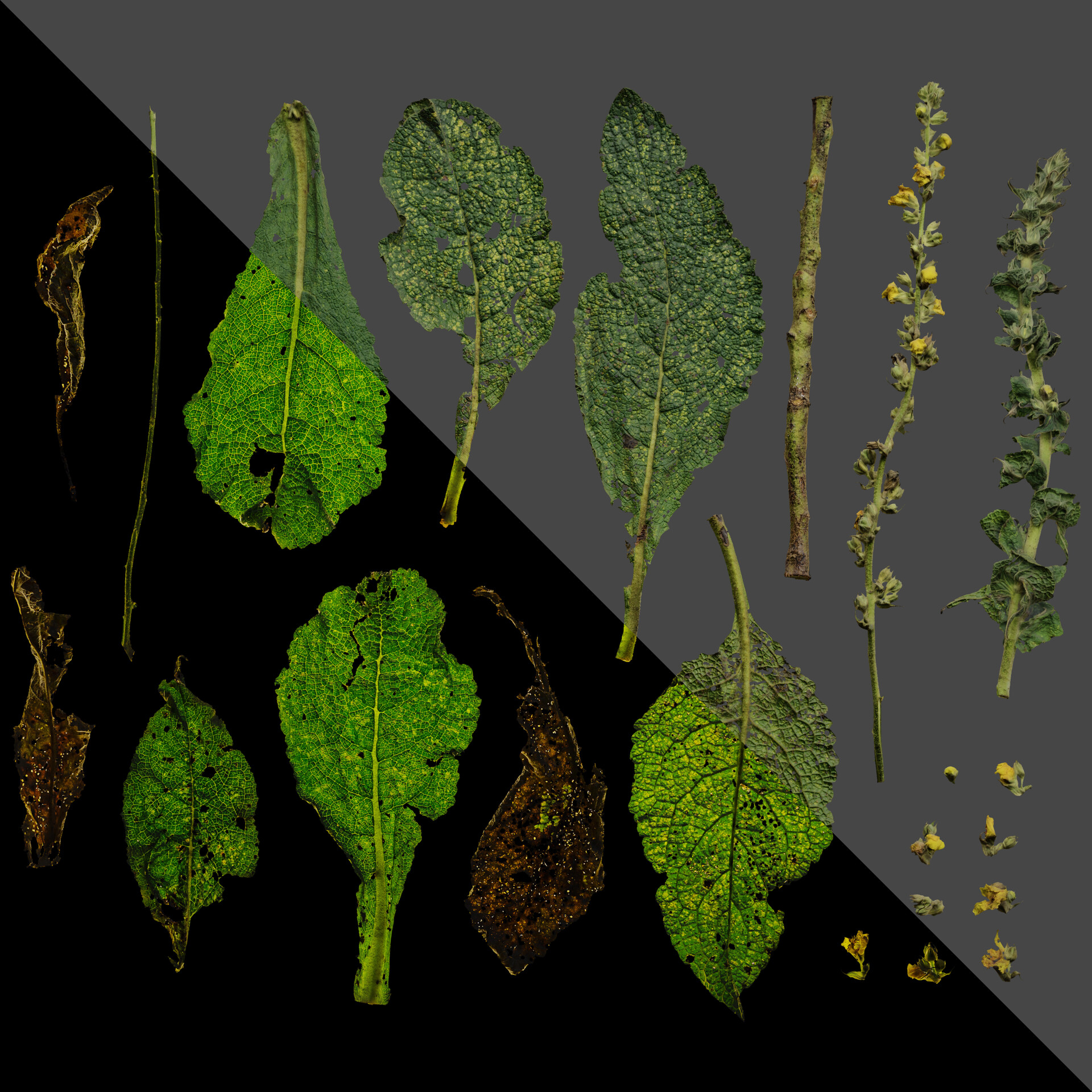ArtStation - Scanned foliage and plants