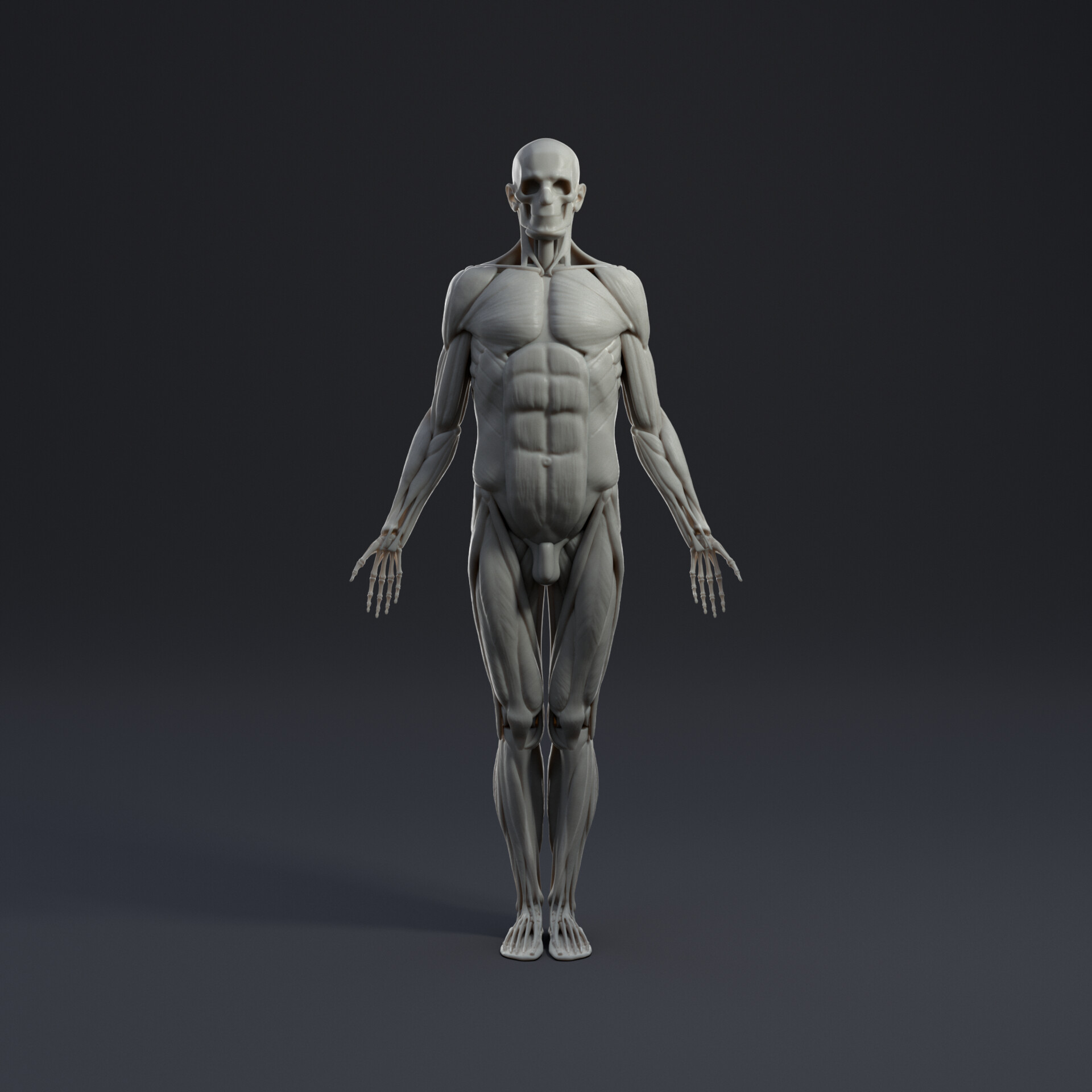 ArtStation - Ecorche