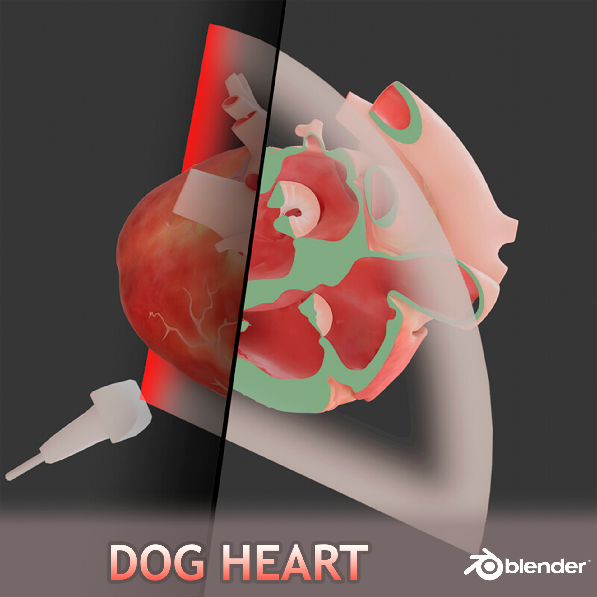 ArtStation - Dog heart echocardiogram