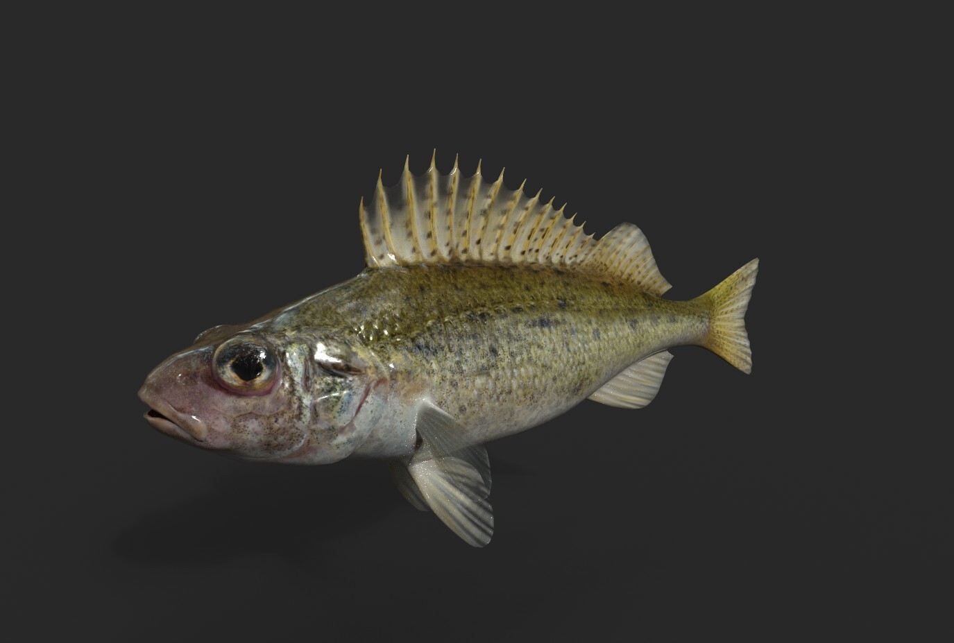 ArtStation - 3D Fish
