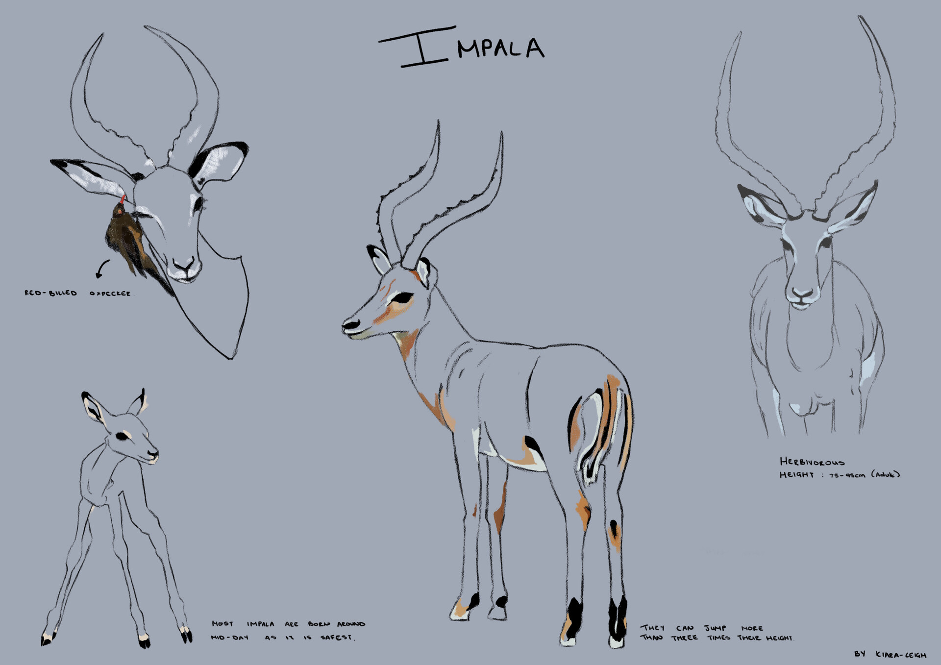ArtStation - Impala study