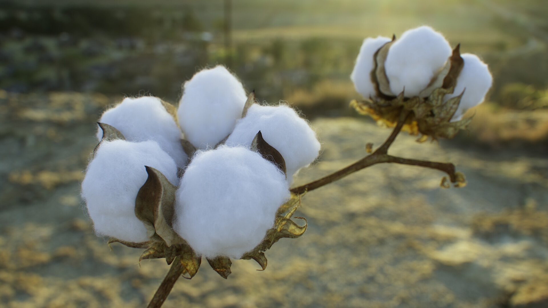 ArtStation - 3D Cotton Flower Bloom