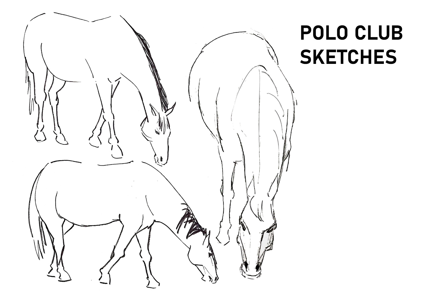 ArtStation - Animal Observation Sketches