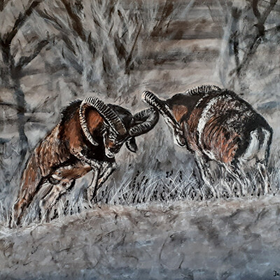 ArtStation - Bighorn Sheep Fighting (2)