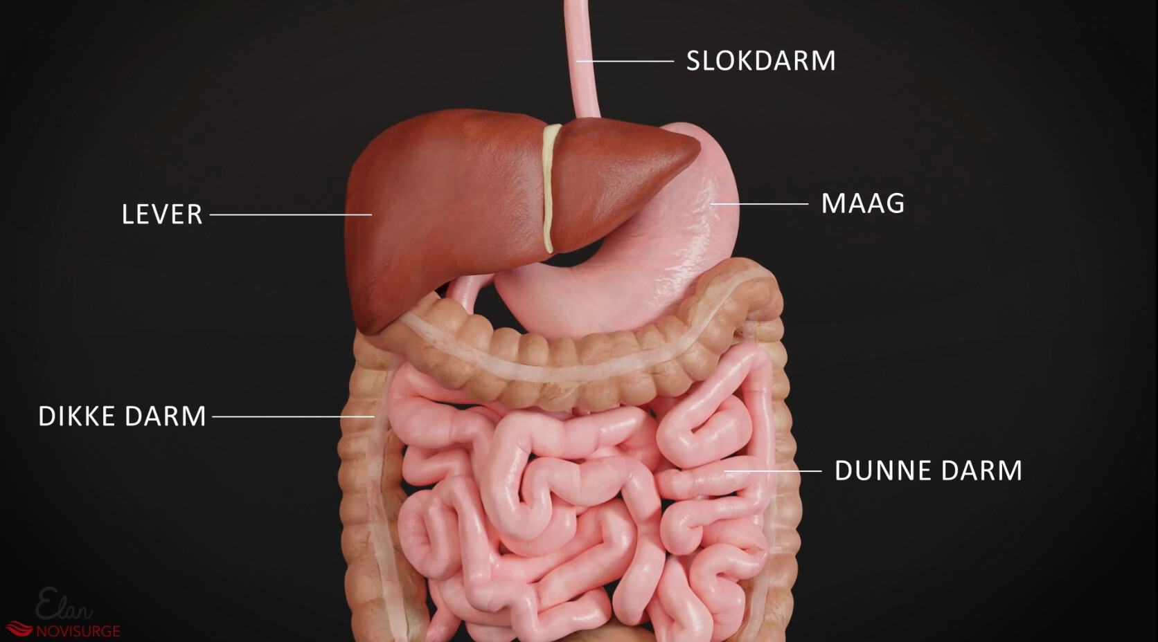 ArtStation - Medical-Gastric bypass animation