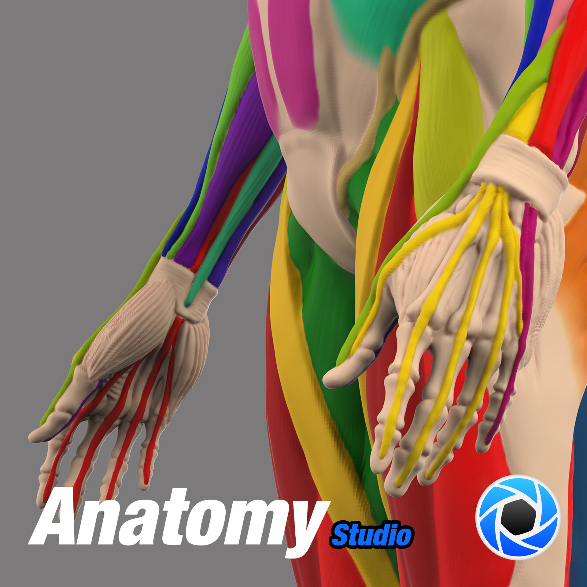 ArtStation - Human anatomy project for Animum Creativity Advanced ...