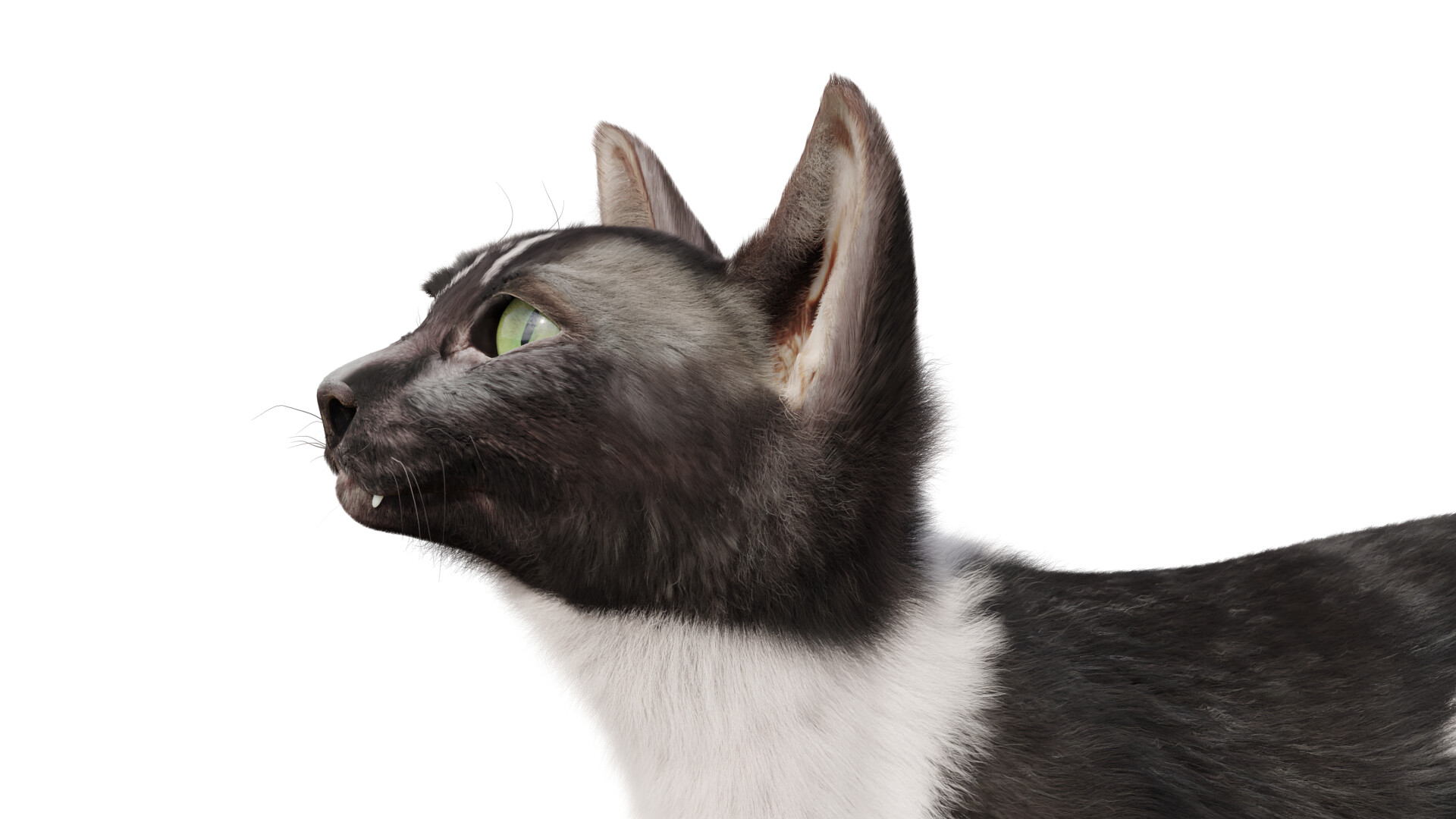 ArtStation - Cat Models