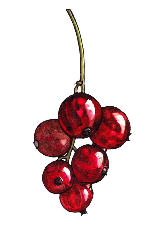 ArtStation - Red currant - collection of 4