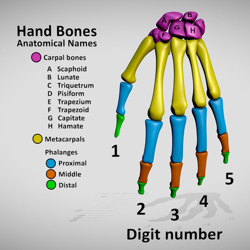 Artstation Human Hand Bones Infographic Version