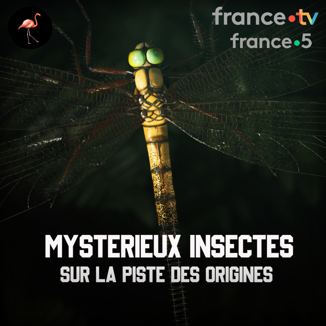 ArtStation - MYSTERIEUX INSECTES