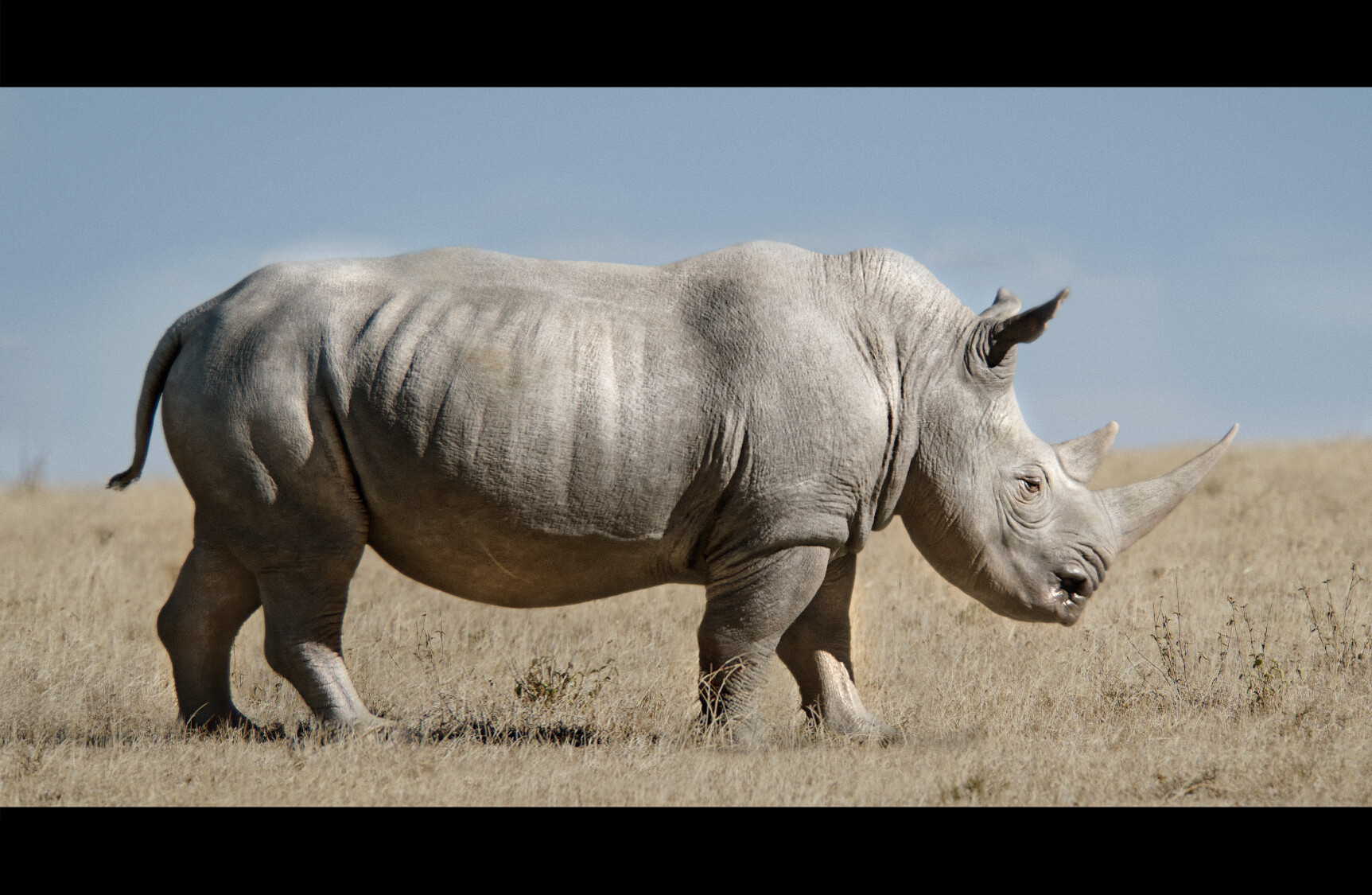 ArtStation - White Rhinoceros