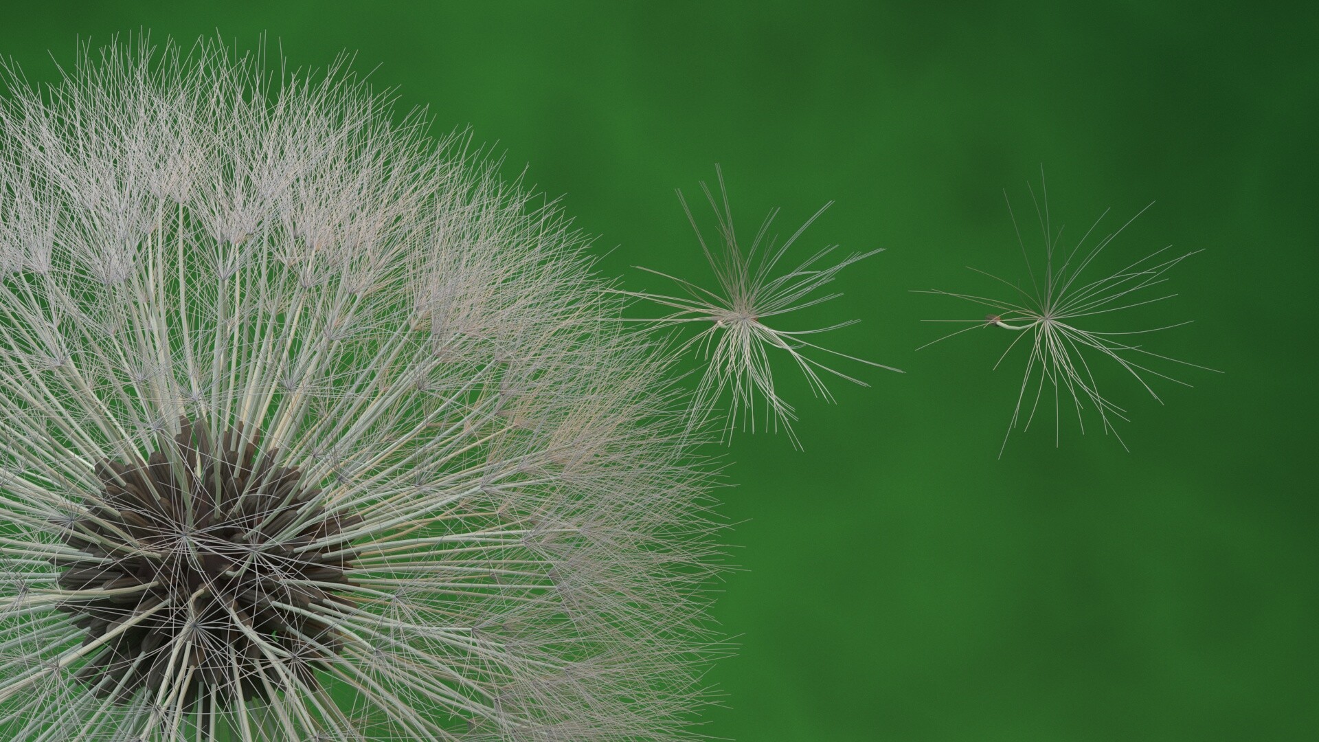 ArtStation - Dandelion 3D render