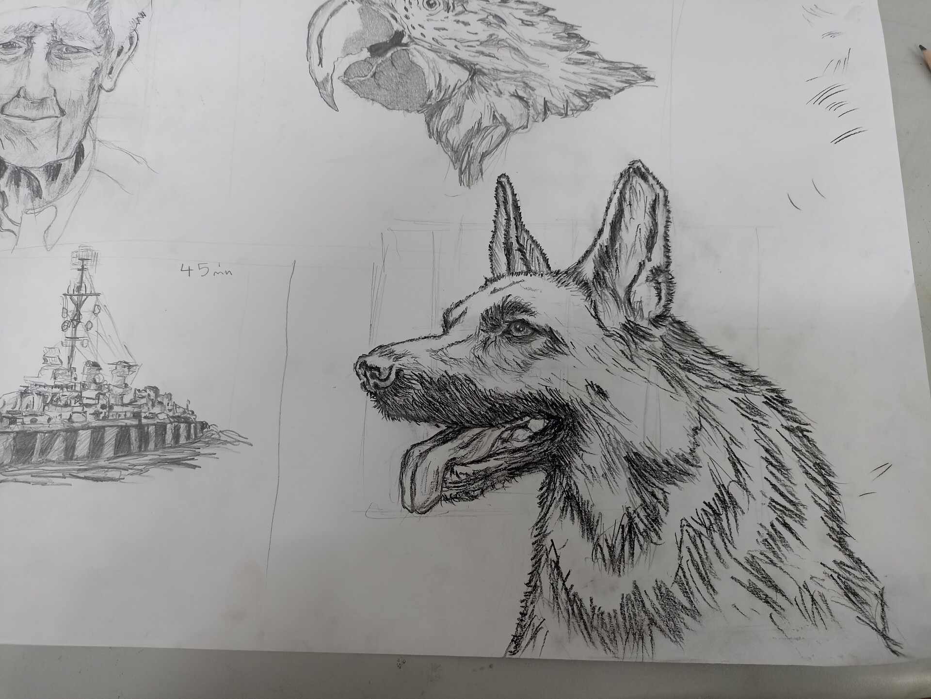 ArtStation - dog drawing
