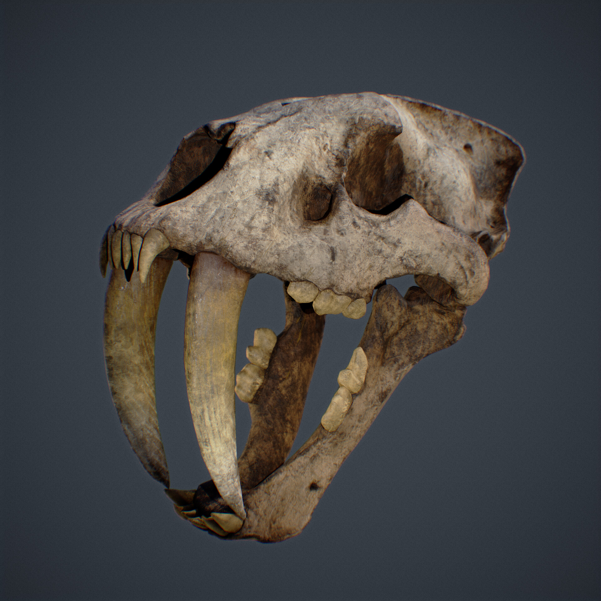 ArtStation - Saber Tooth Tiger Skull