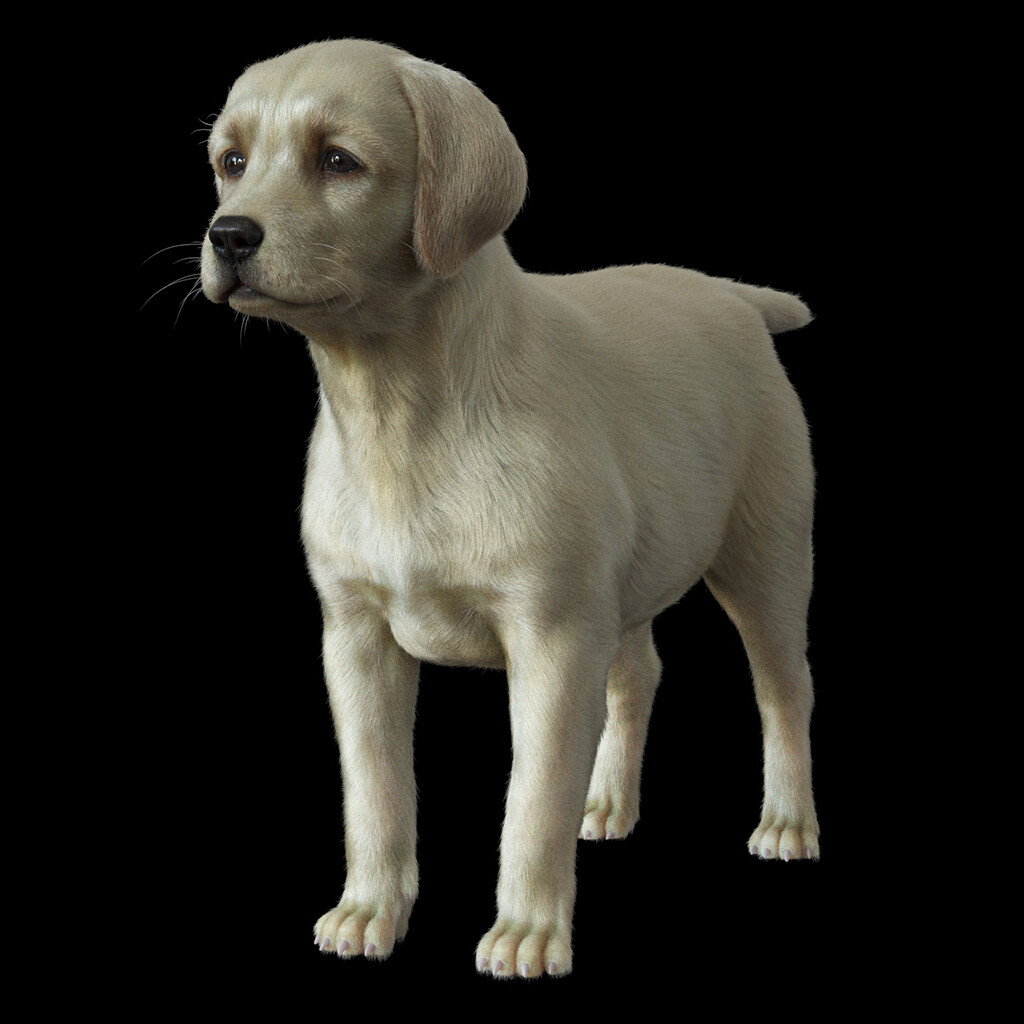 ArtStation - Lab Puppy