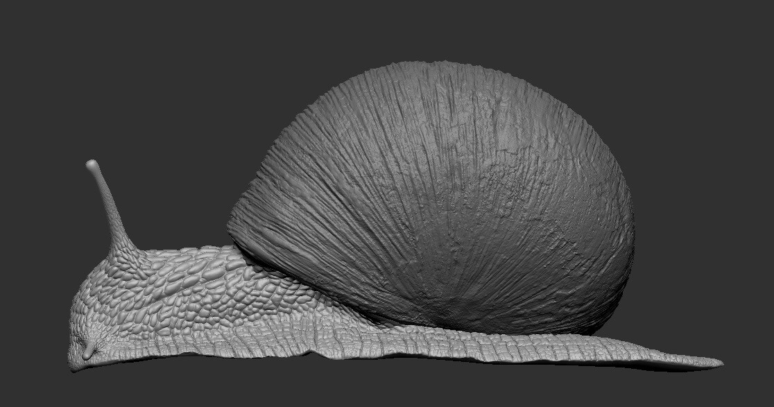 ArtStation - Realistic SNAIL Modelling,Sculpting