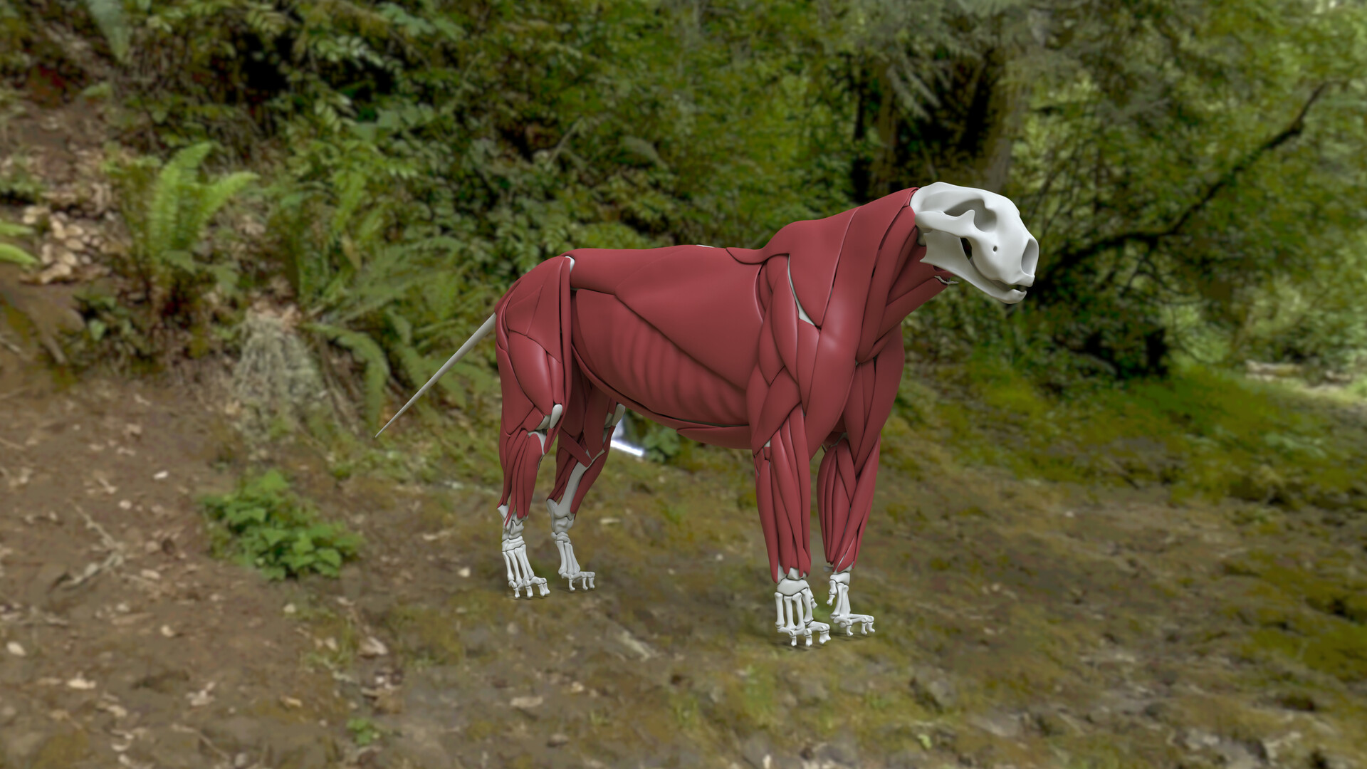 ArtStation - JANE - Tiger: Anatomy And Basemesh