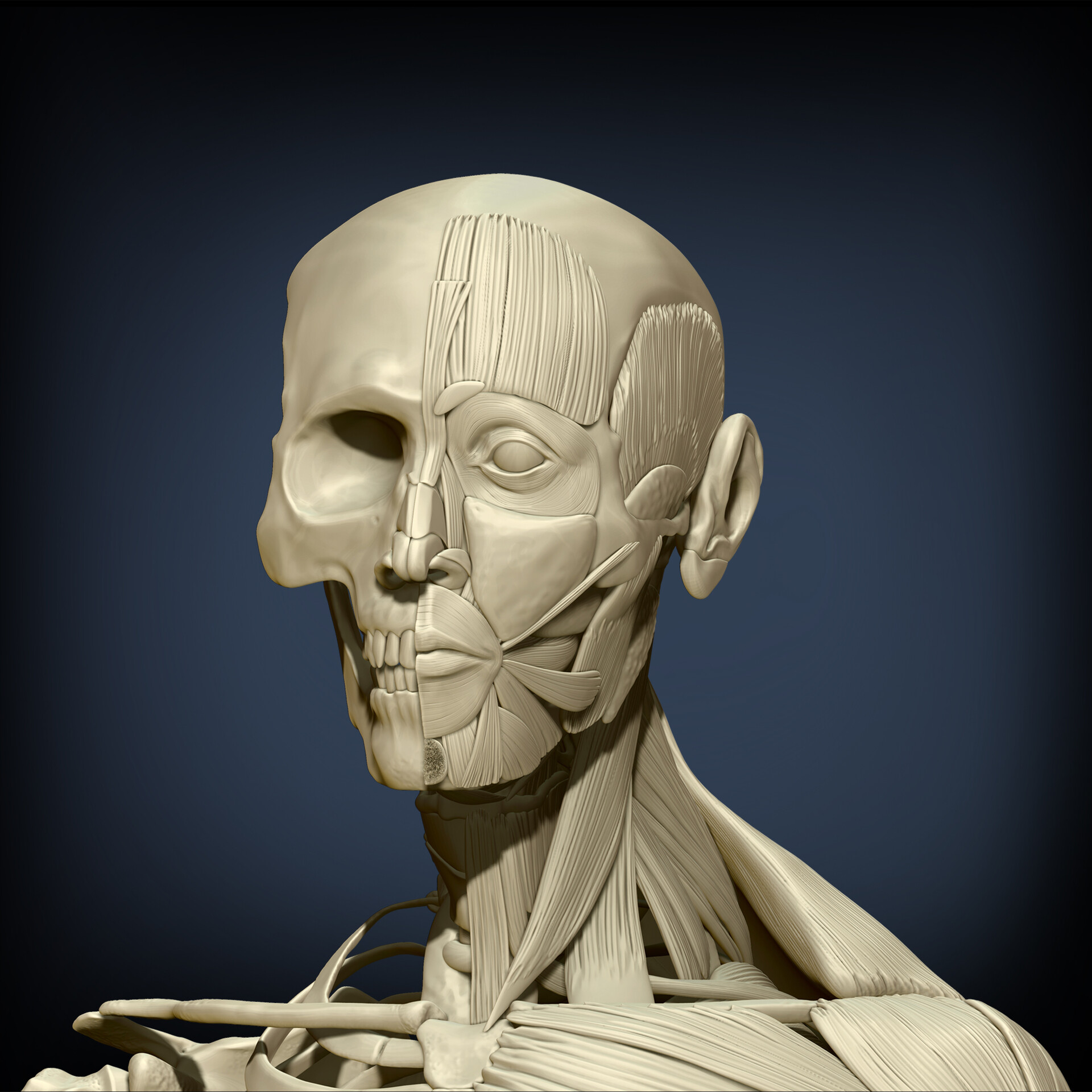 ArtStation - Digital Ecorche