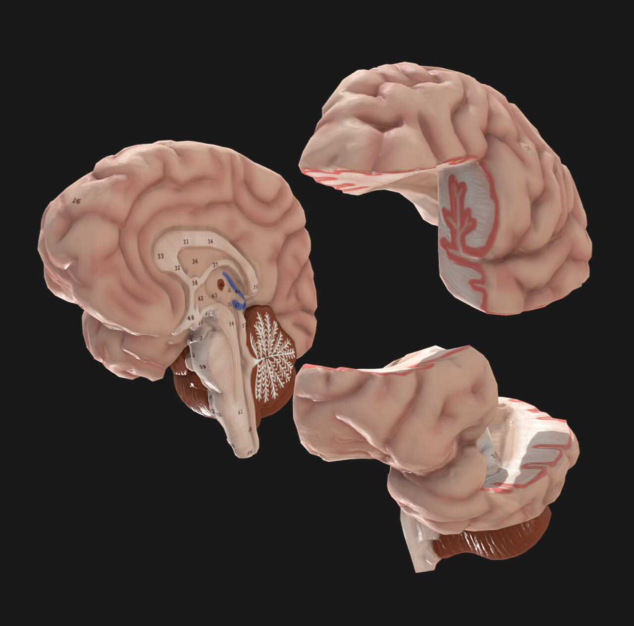 ArtStation - Brain Model Digitization
