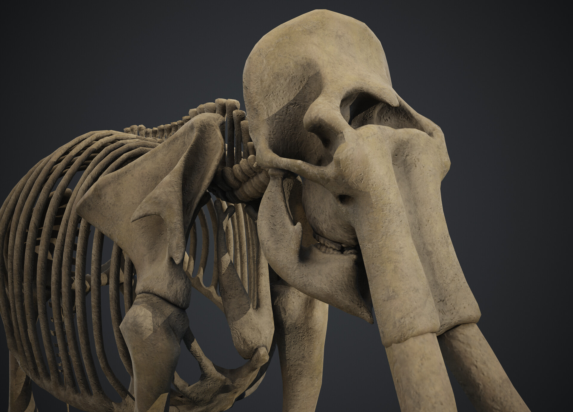 ArtStation - Elephant Skeleton - Low poly