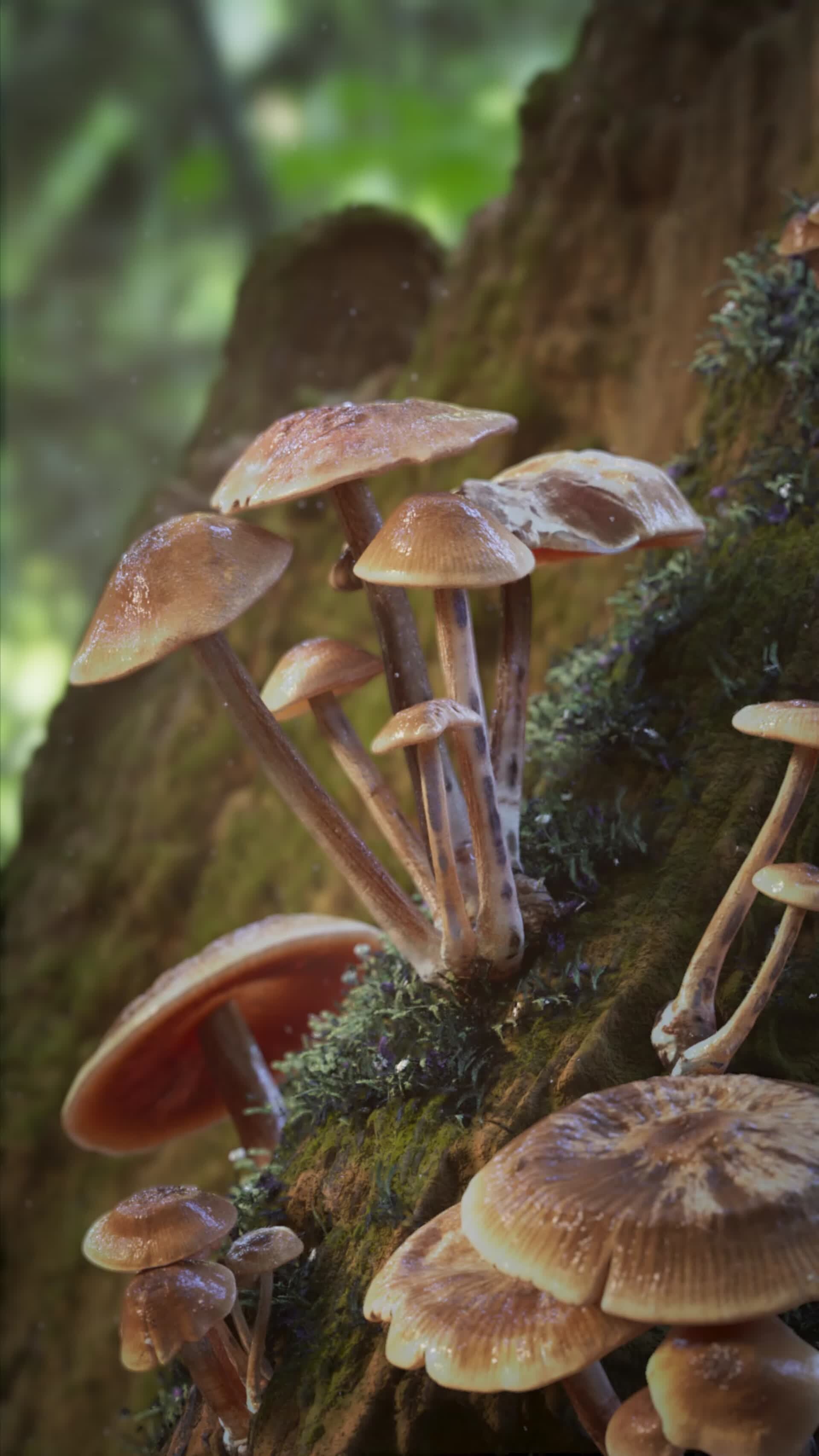 ArtStation - Mush_Room