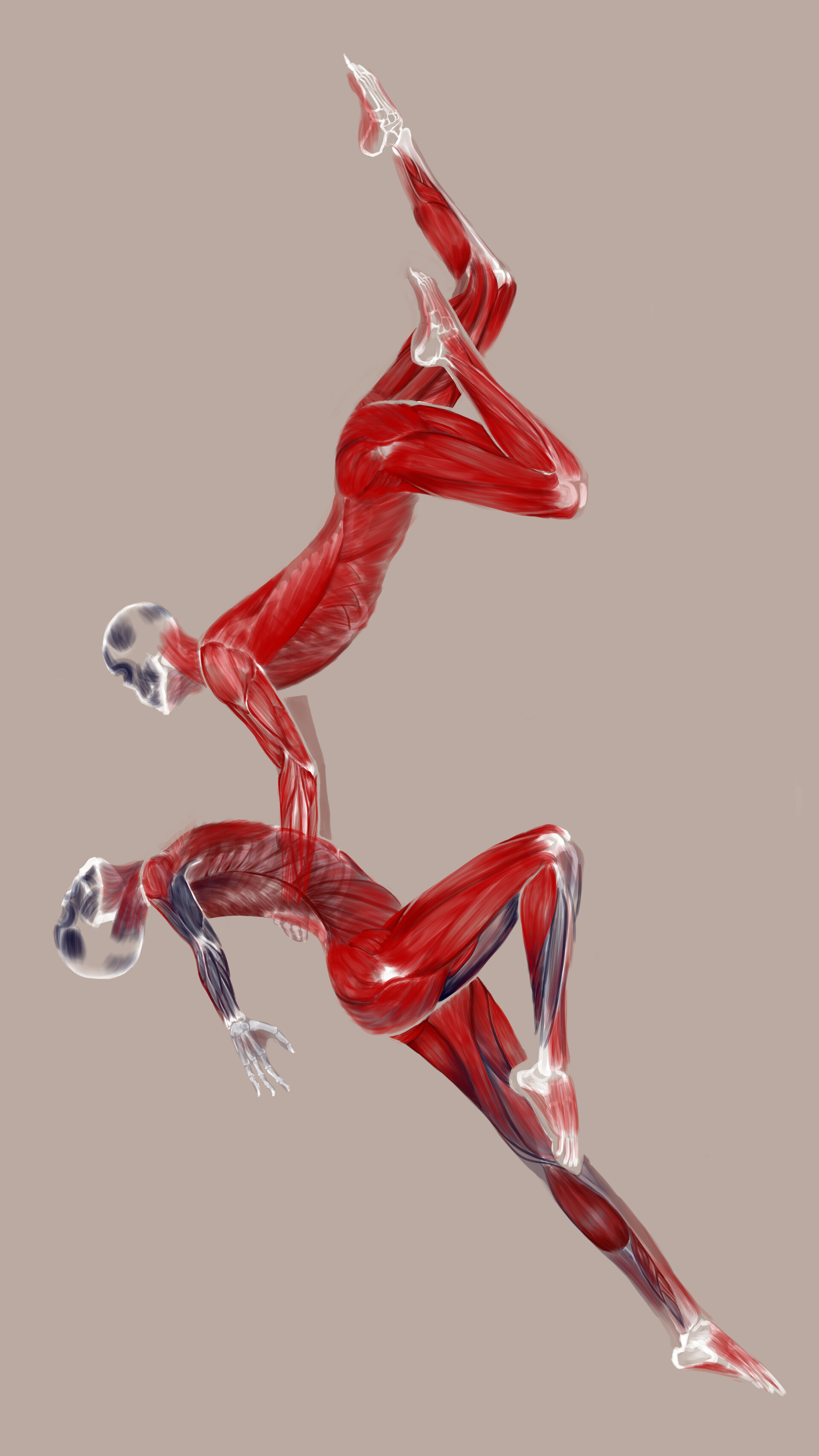 ArtStation - Skeletal + Muscle Study - Jelly Muscles (2022)