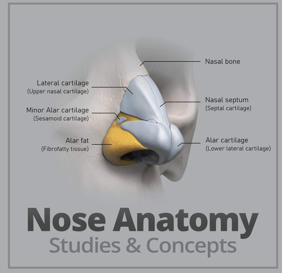 ArtStation - Exploring the Art of Nasal Anatomy