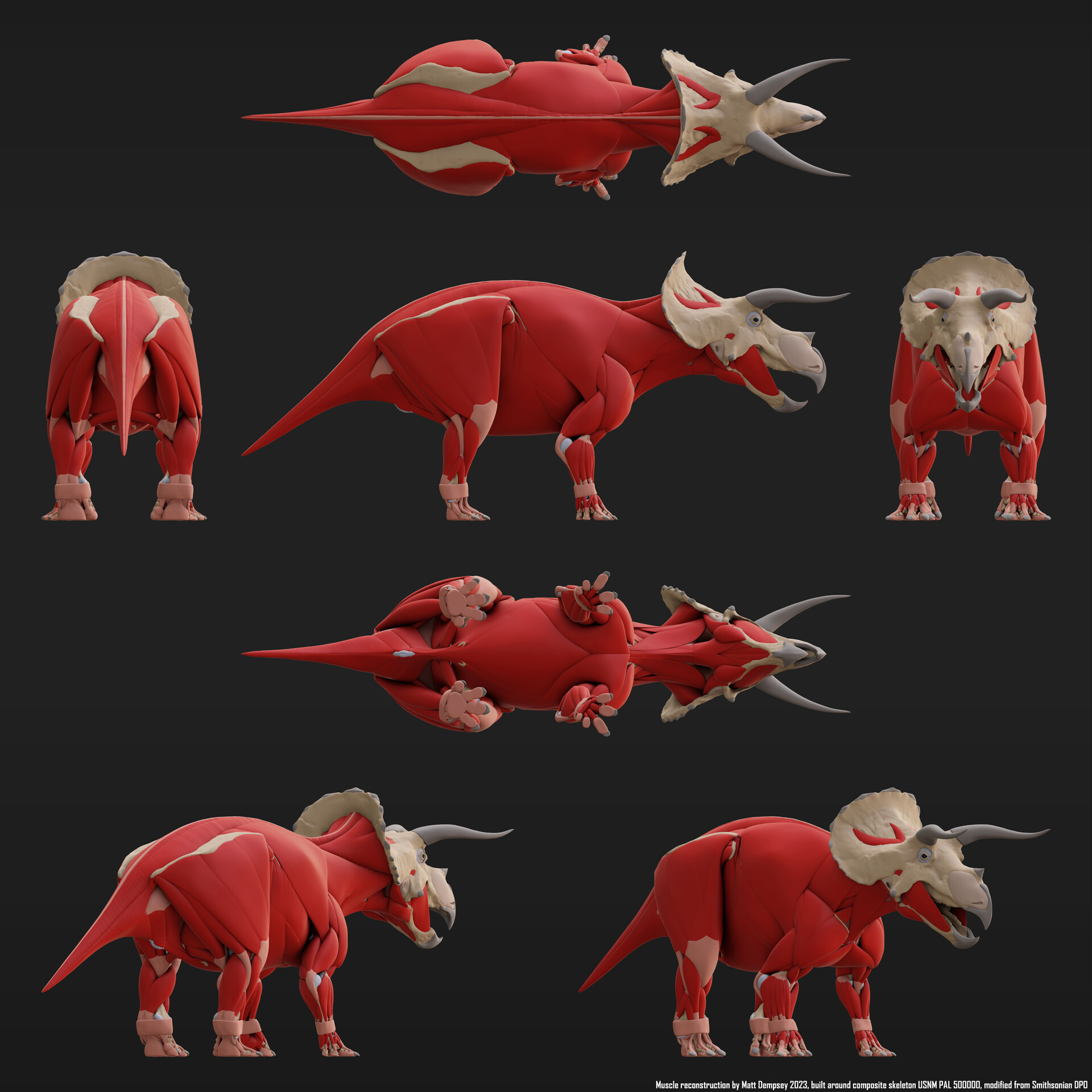 ArtStation - Hatcher the Triceratops - 3D Muscle Dissection