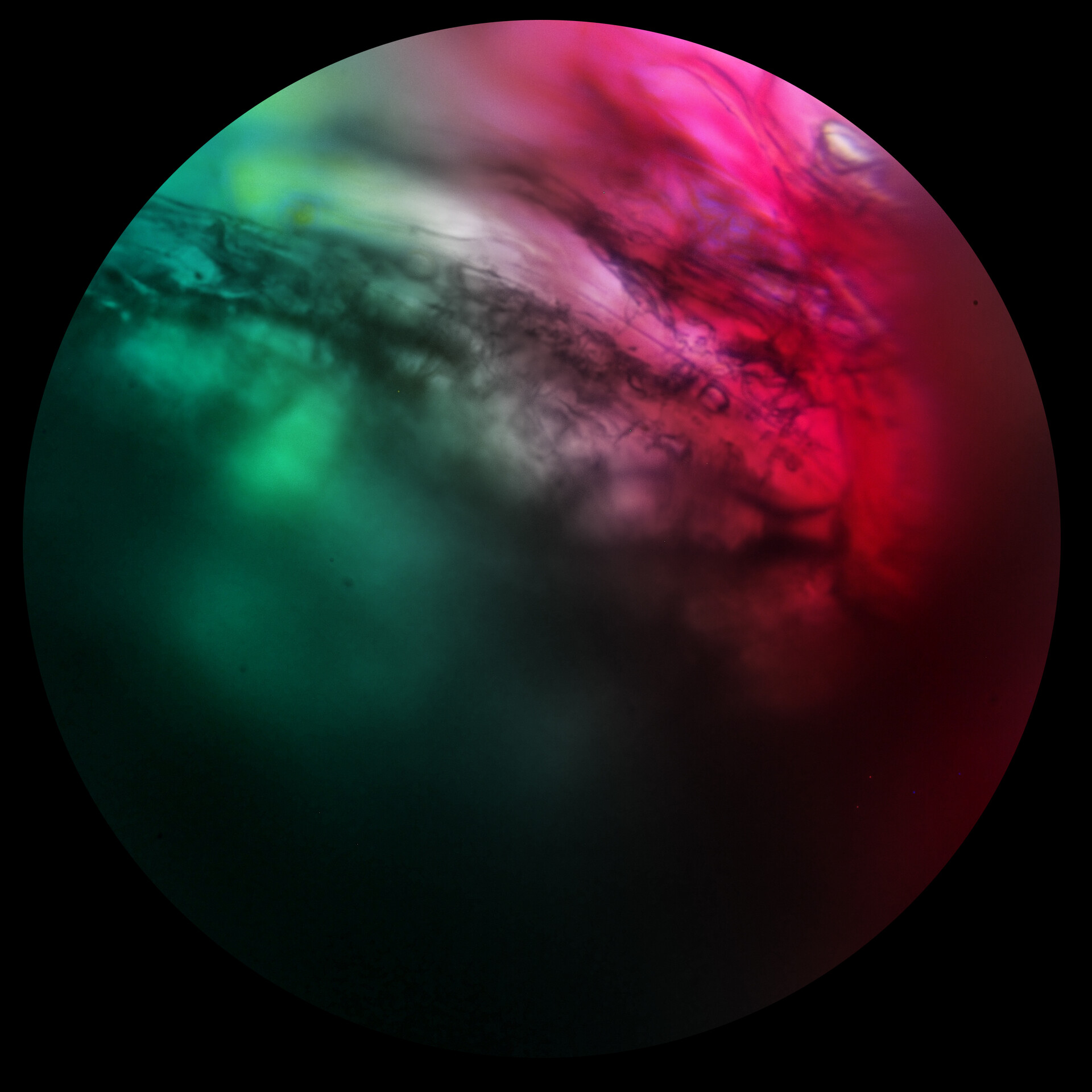 ArtStation - Micro-Photography