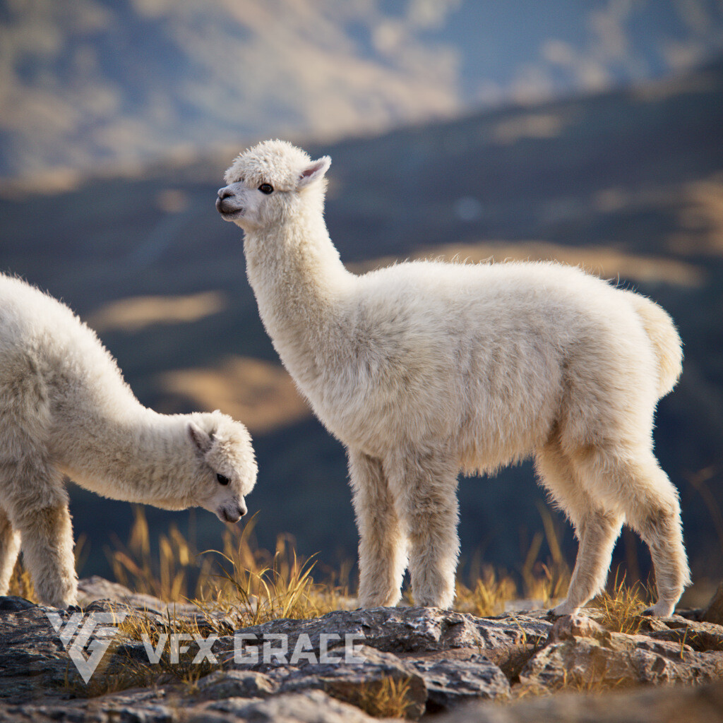 ArtStation - Alpaca Animated