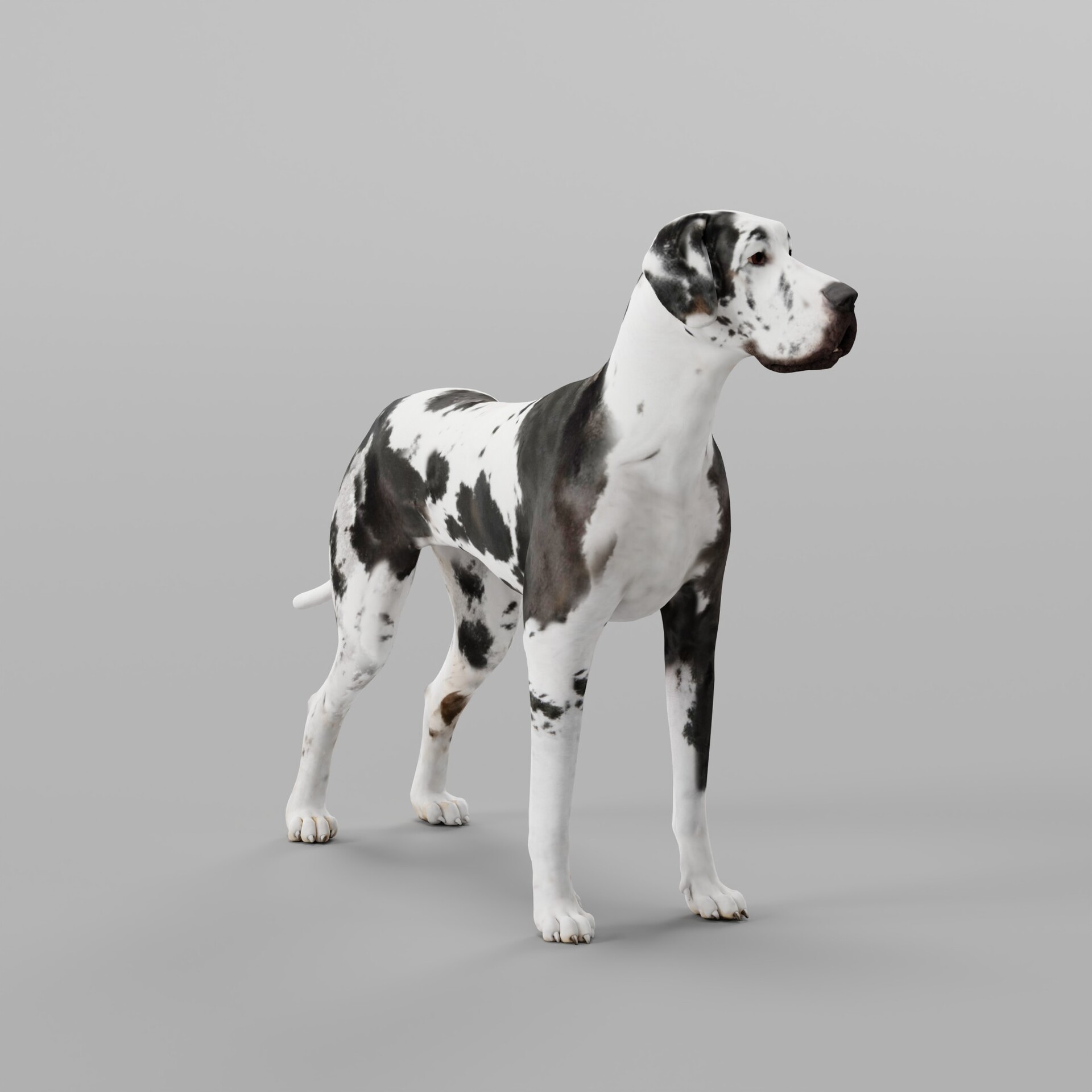 Nyilonelycompany - Great Dane Dog