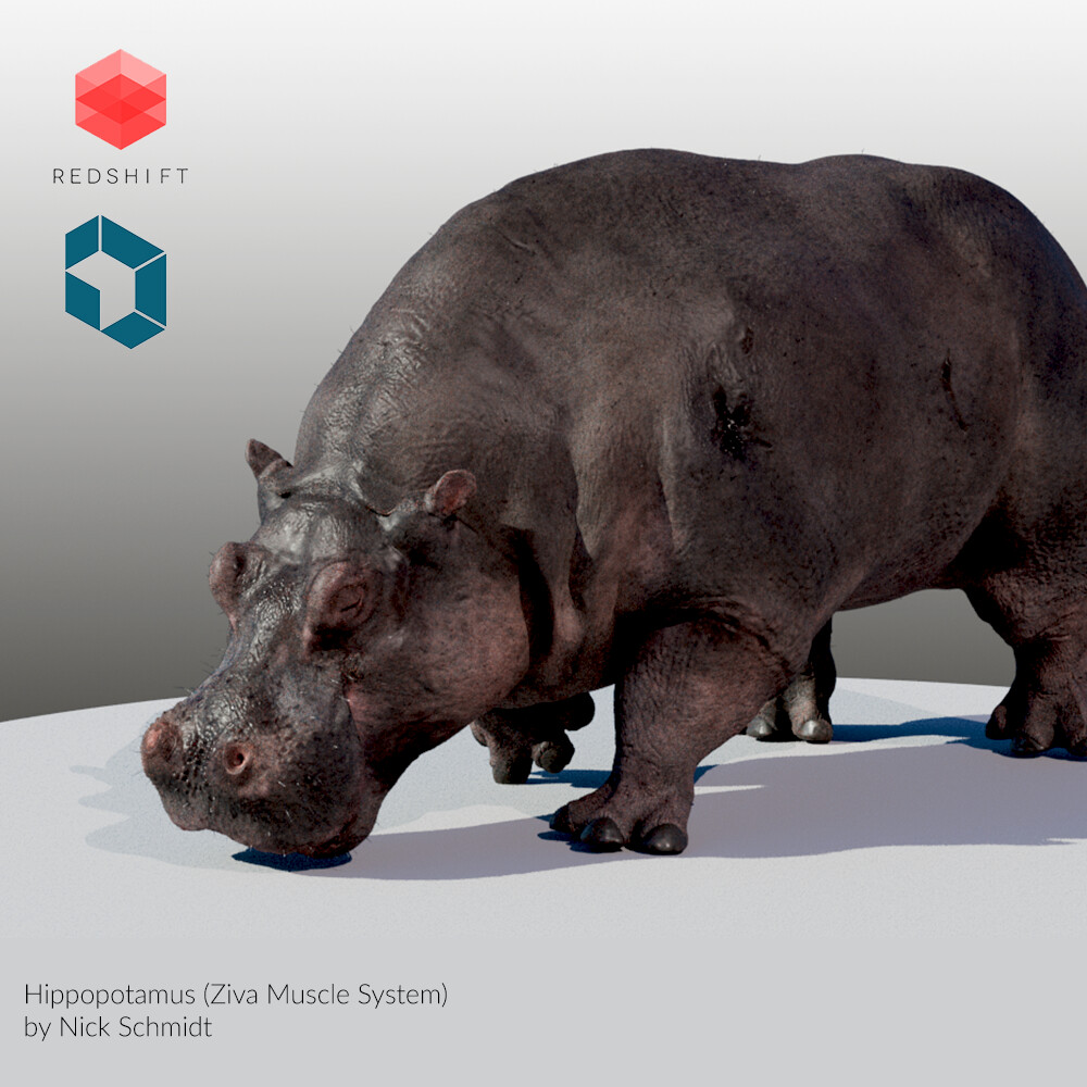 ArtStation - Hippopotamus (Ziva Muscle System)
