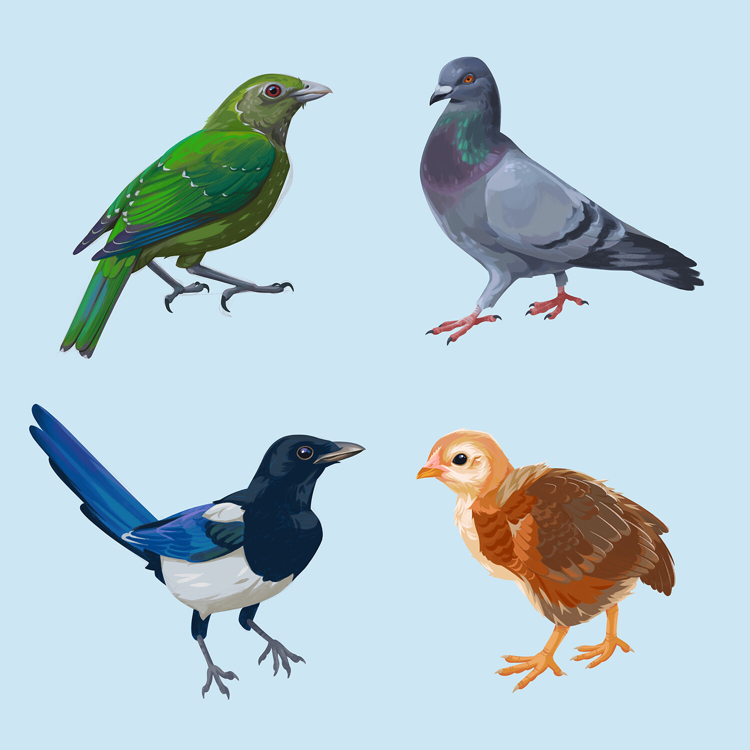 ArtStation - Birds Study