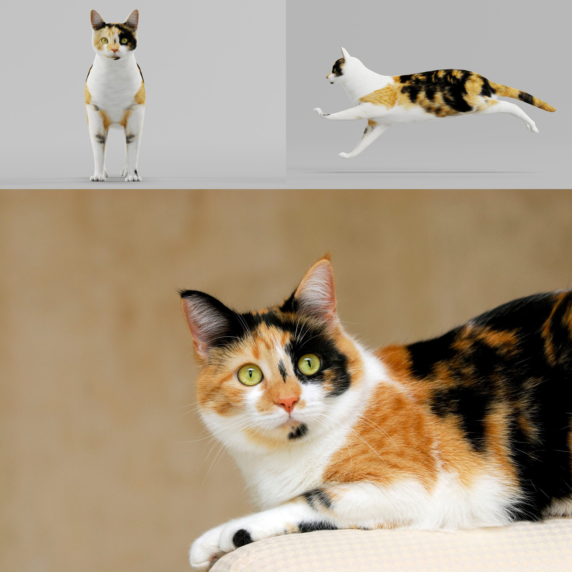 ArtStation - Calico Cat