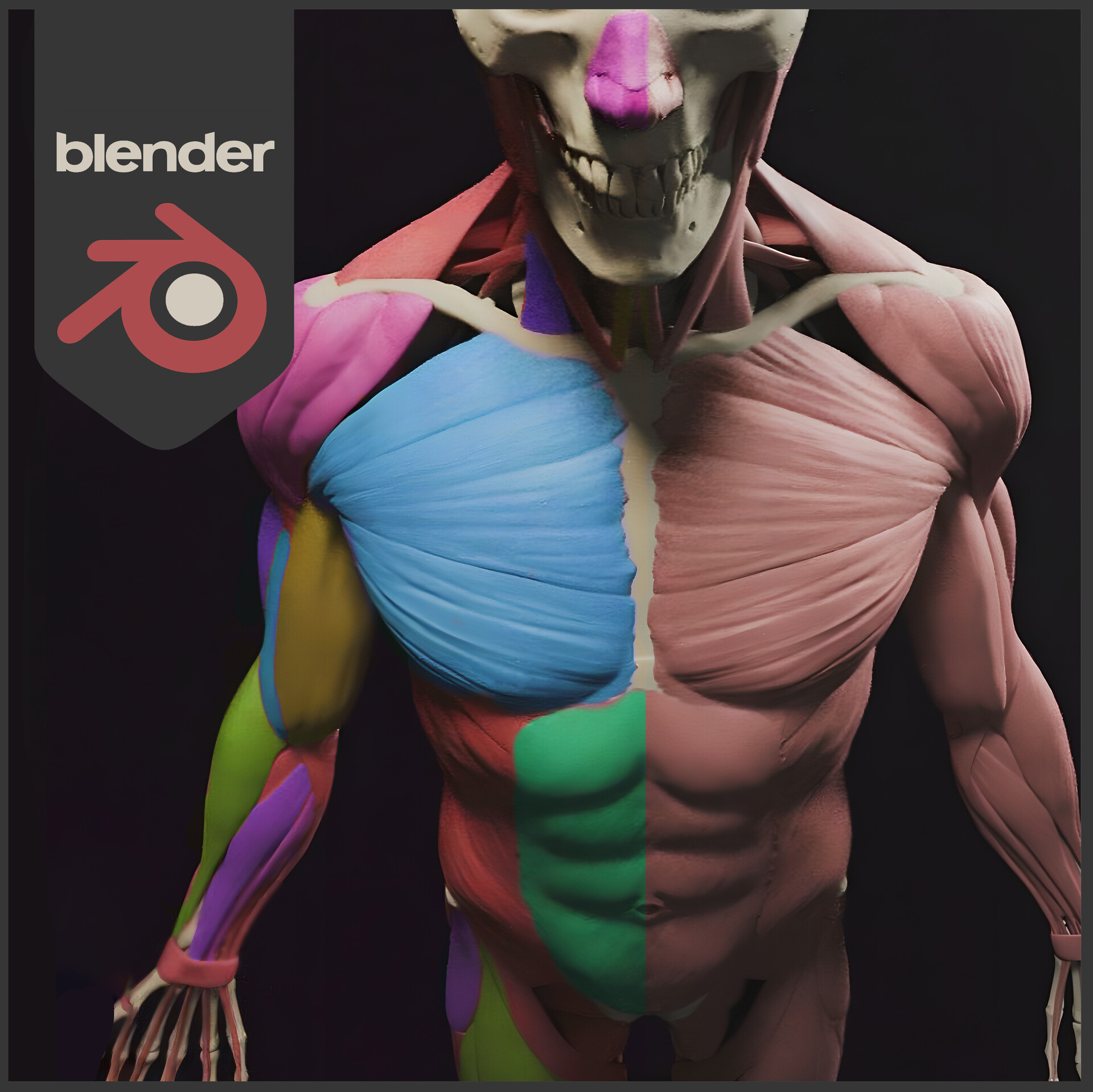 ArtStation - Male Ecorche Anatomical Study