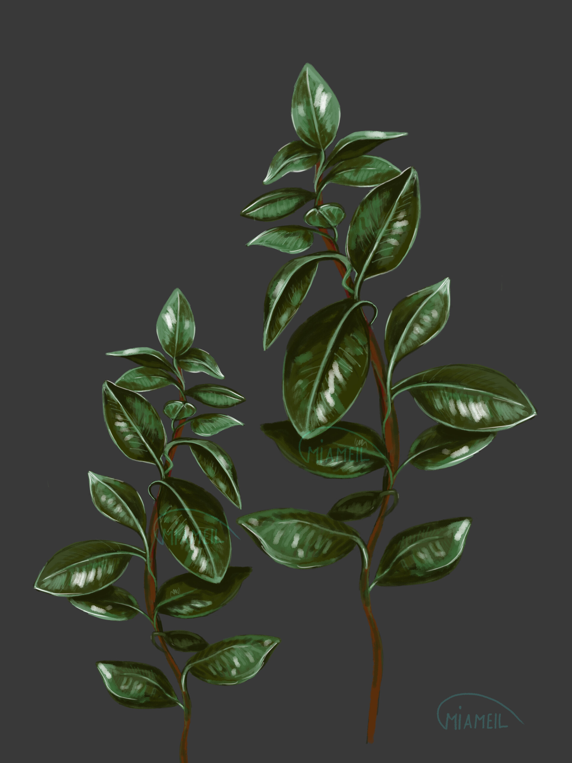 ArtStation - Rubber Tree - ‘Ruby’ (Ficus elastica)