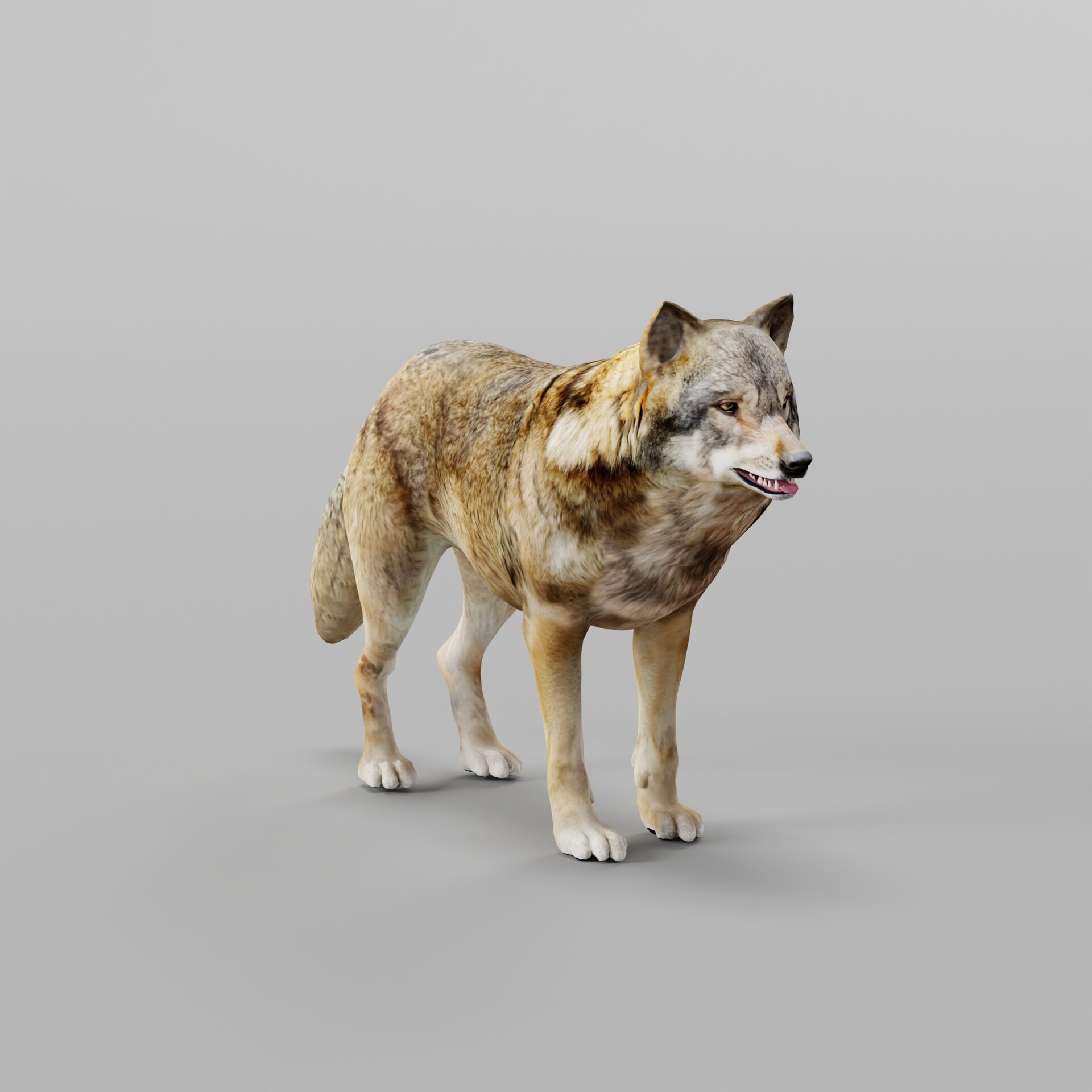 ArtStation - Wolf Game Ready