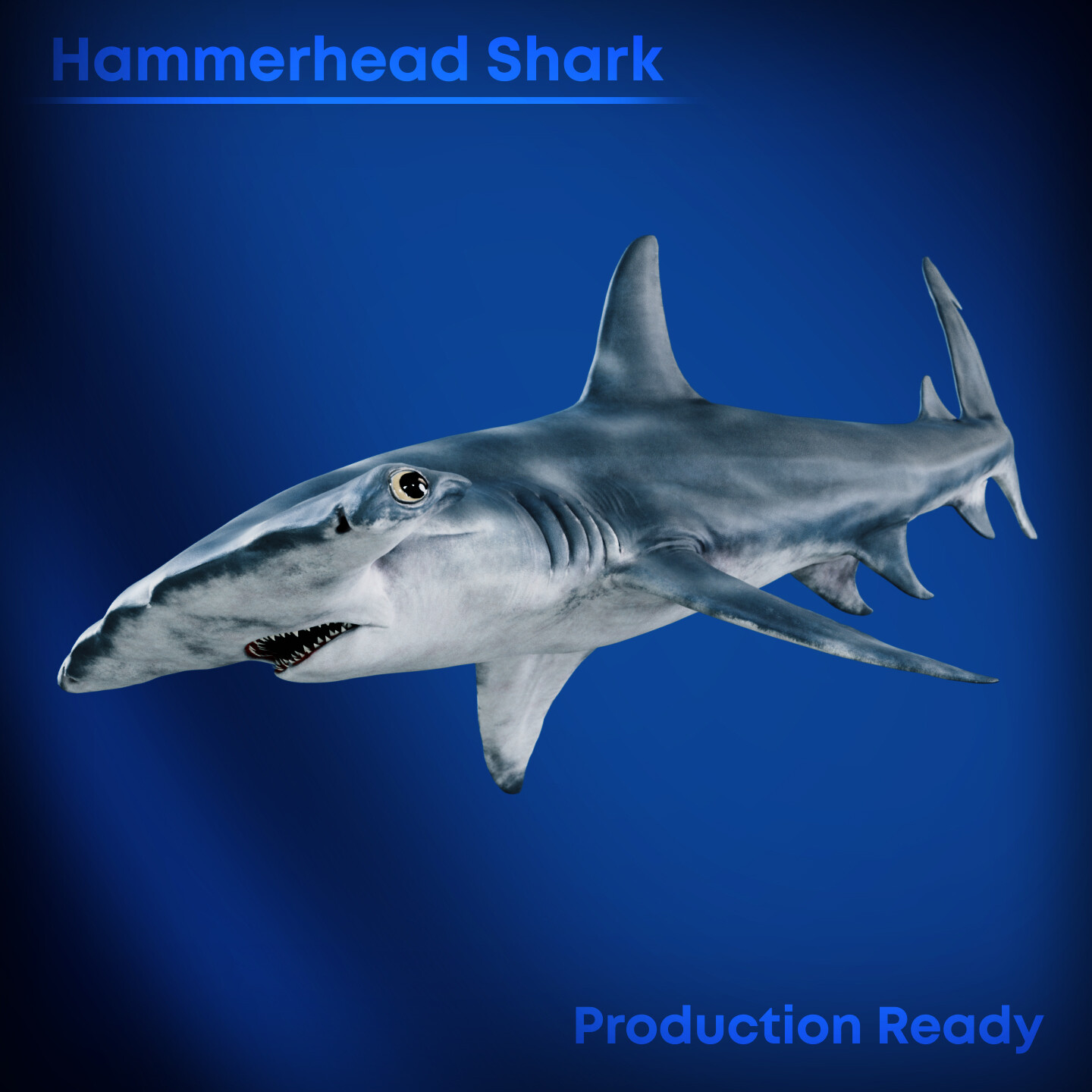 ArtStation - Hammerhead Shark | Production Ready