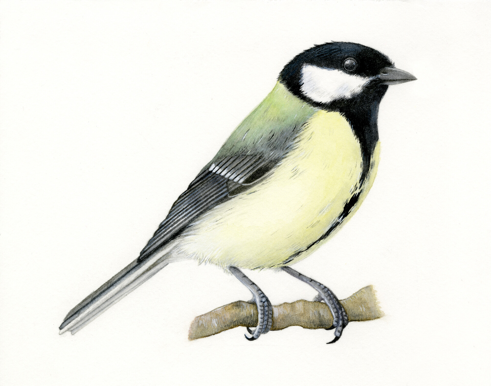 ArtStation - Parus major