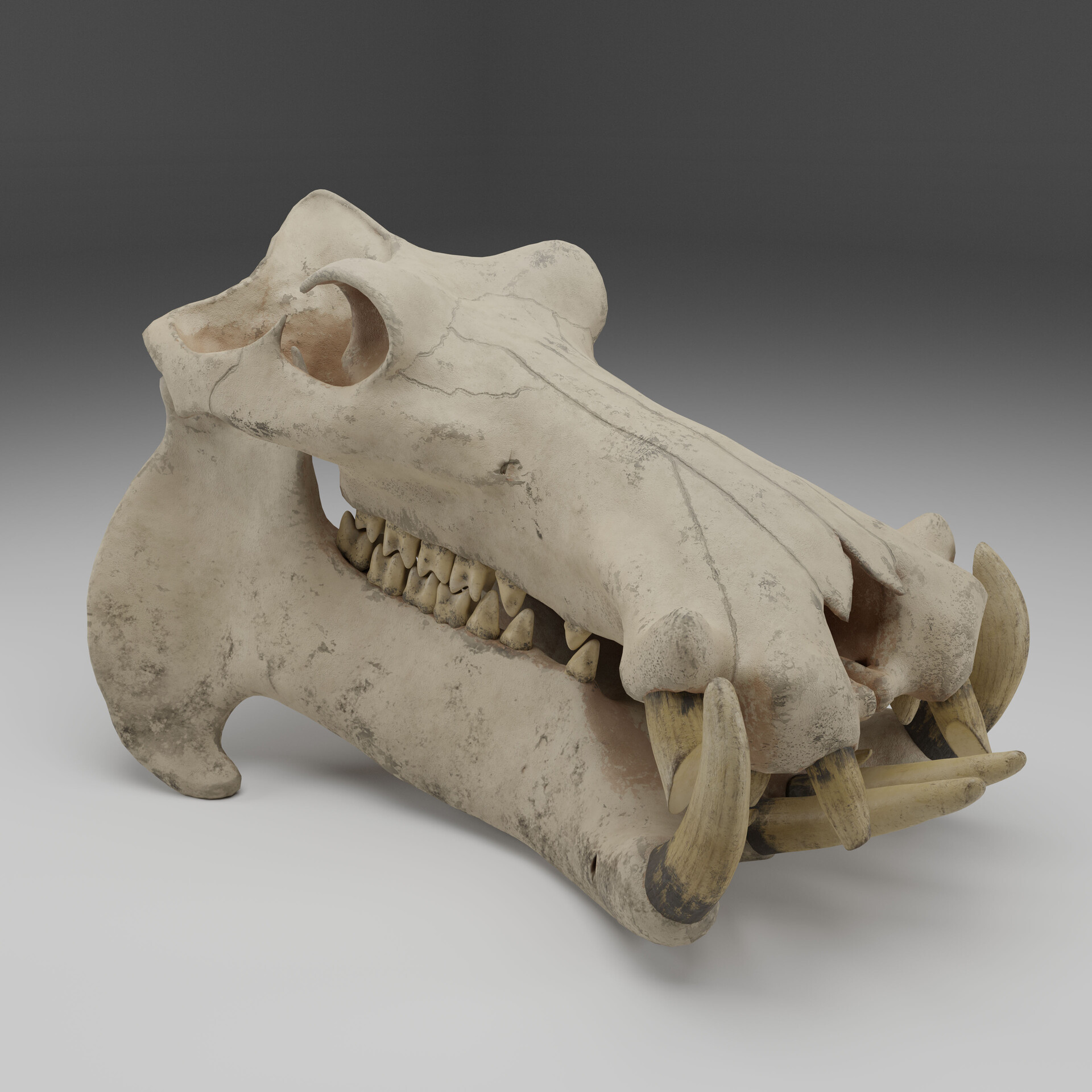 ArtStation - Hippopotamus Skull